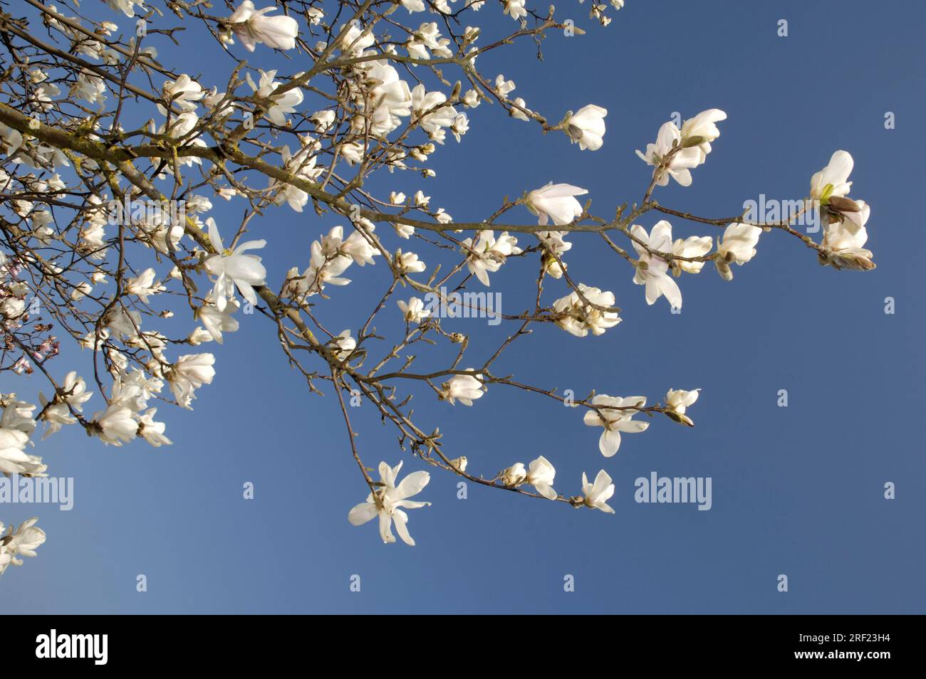 Emma magnolia hi-res stock photography and images - Alamy