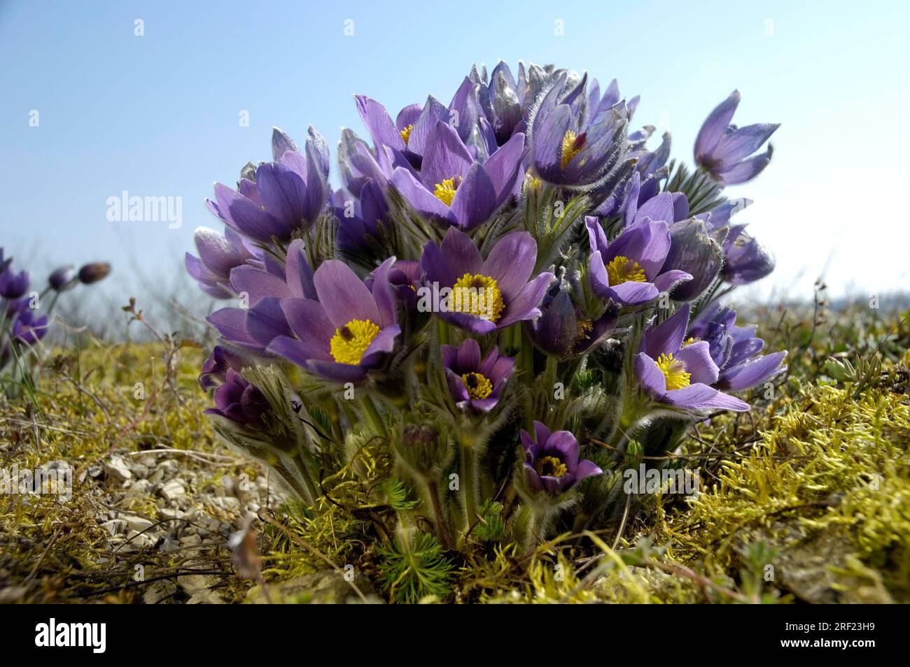 Pasque flower, Common pasque flower (Pulsatilla vulgaris Stock Photo ...