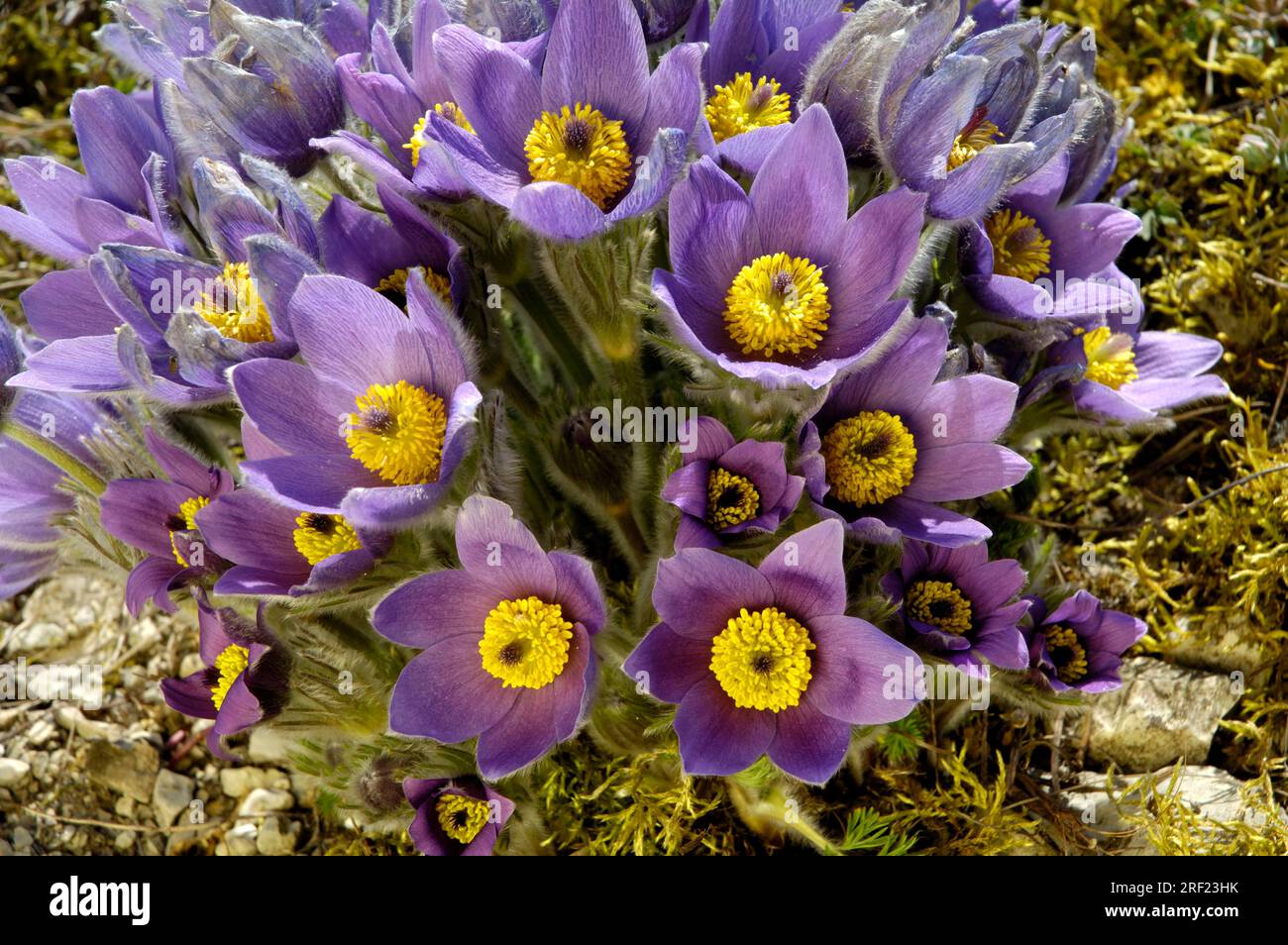 Pasque flower, Common pasque flower (Pulsatilla vulgaris Stock Photo ...