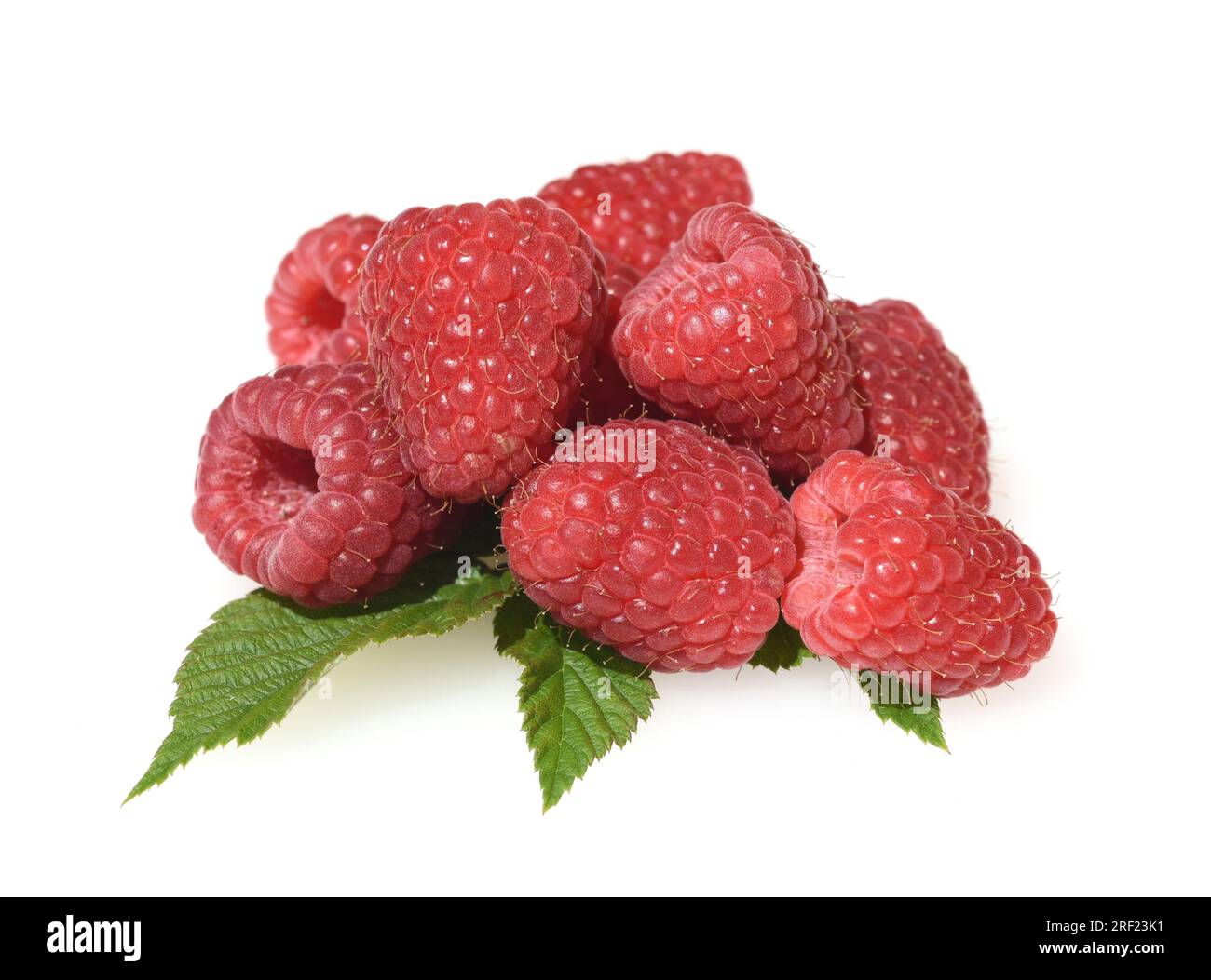 Raspberries, Rubus idaeus, is a tasty berry plant with red berries ...