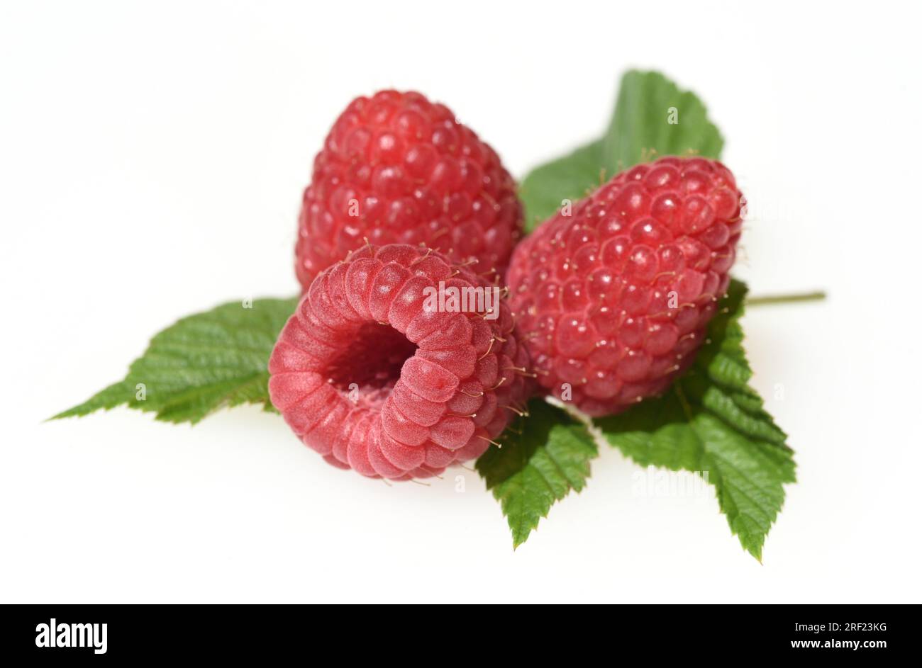 Raspberries, Rubus idaeus, is a tasty berry plant with red berries ...