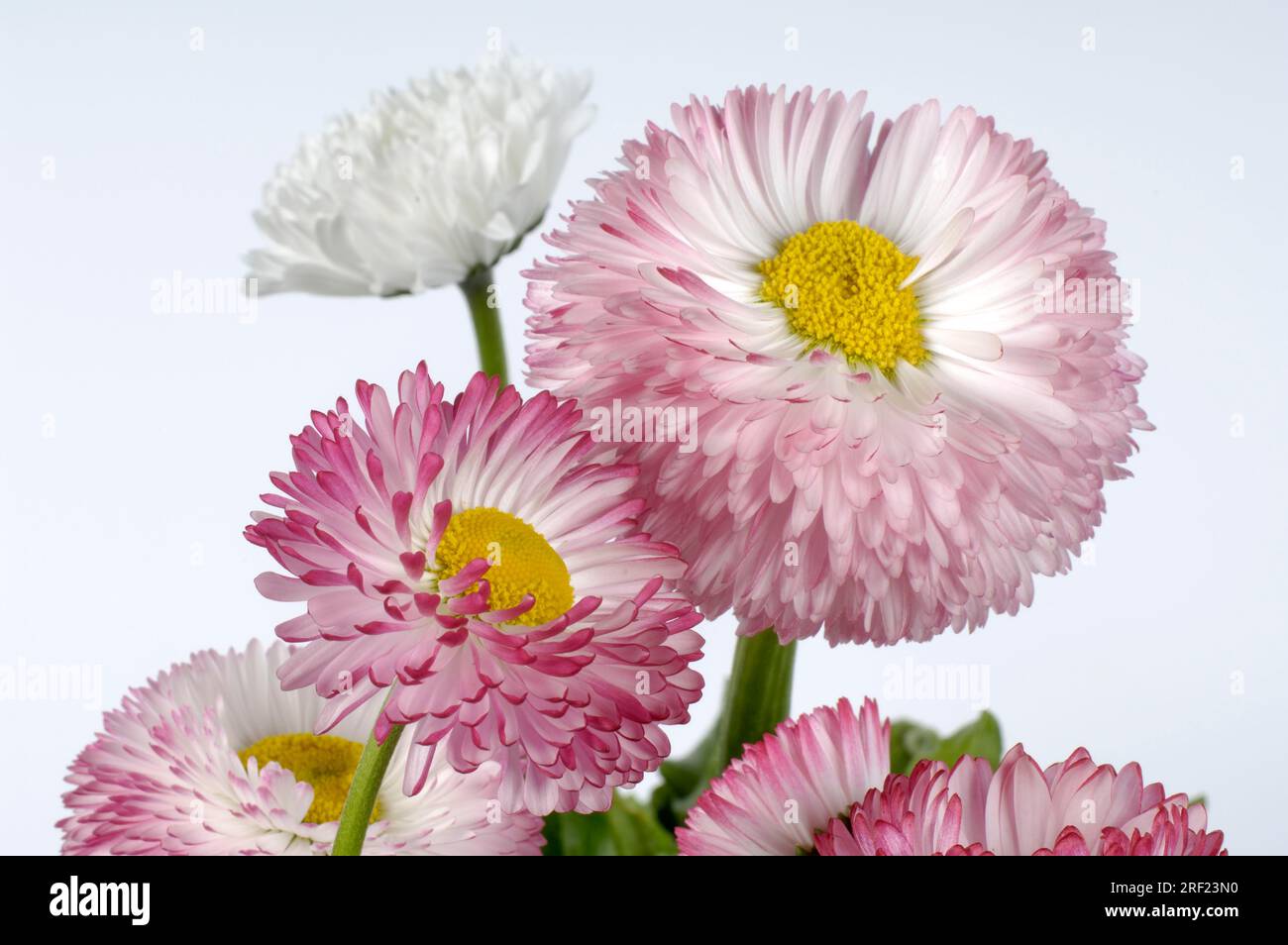 Common Daisy (Bellis perennis Stock Photo - Alamy