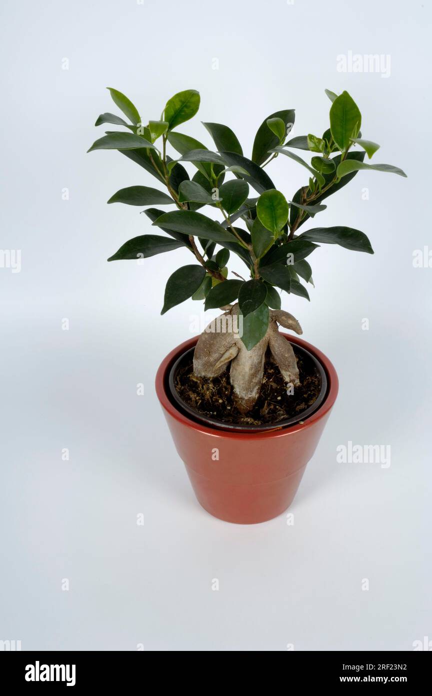 Fig. (Ficus microcarpa ginseng Stock Photo - Alamy