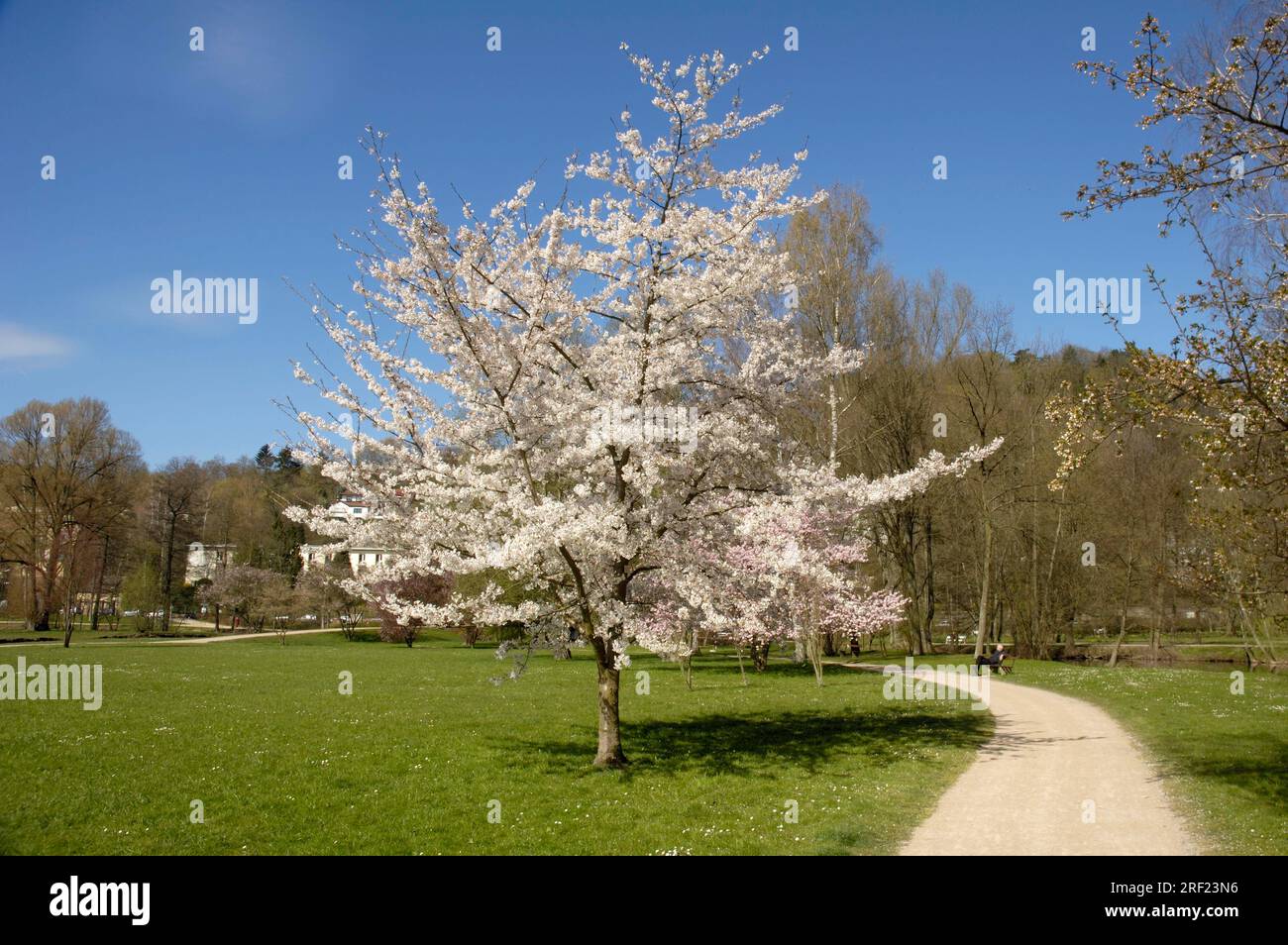 Tokyo cherry (Prunus x yedoensis x yedoensis), Japanese May cherry ...