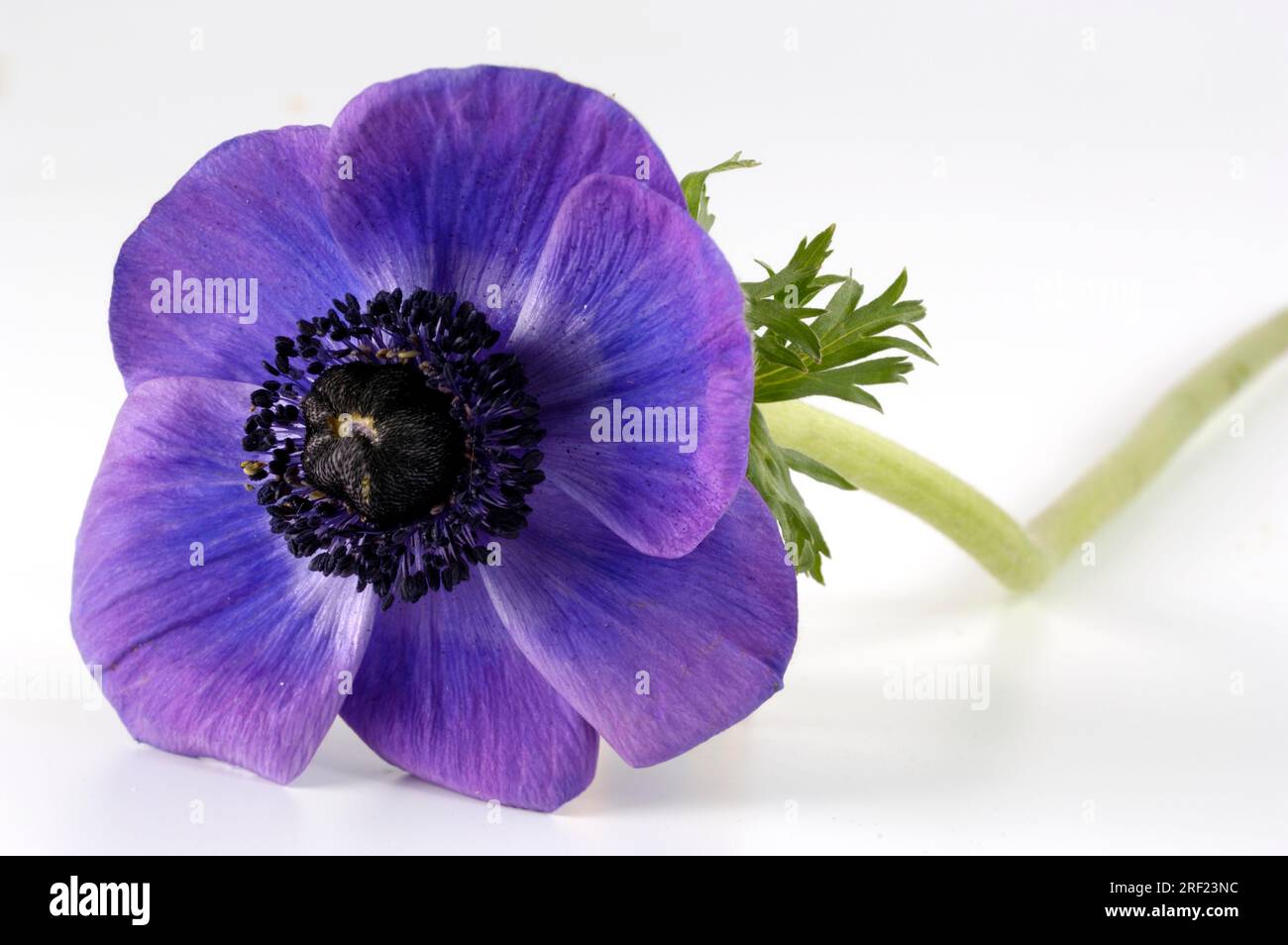 Adonis anemone hi-res stock photography and images - Alamy