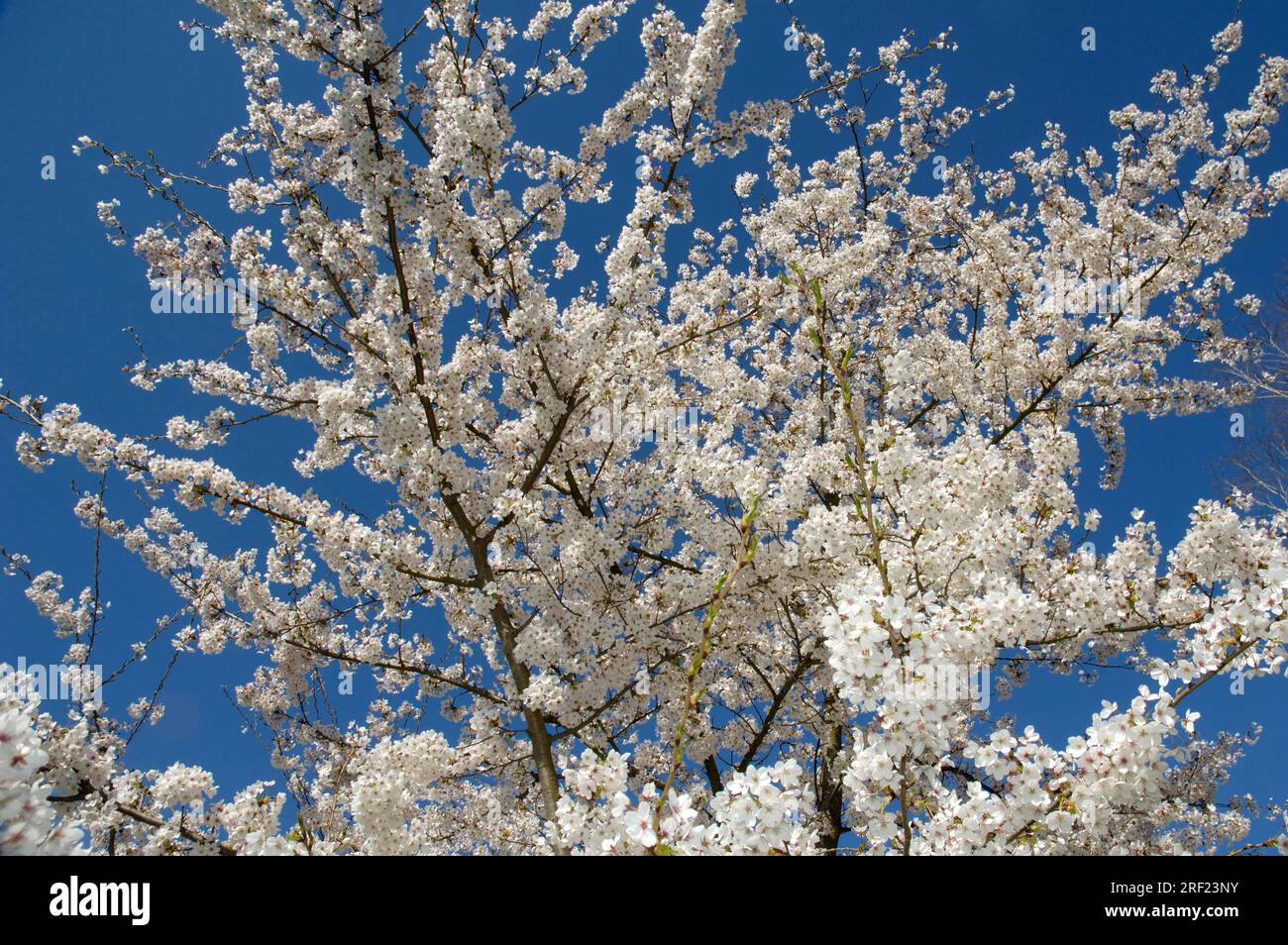 Tokyo cherry (Prunus x yedoensis x yedoensis), Japanese May cherry ...