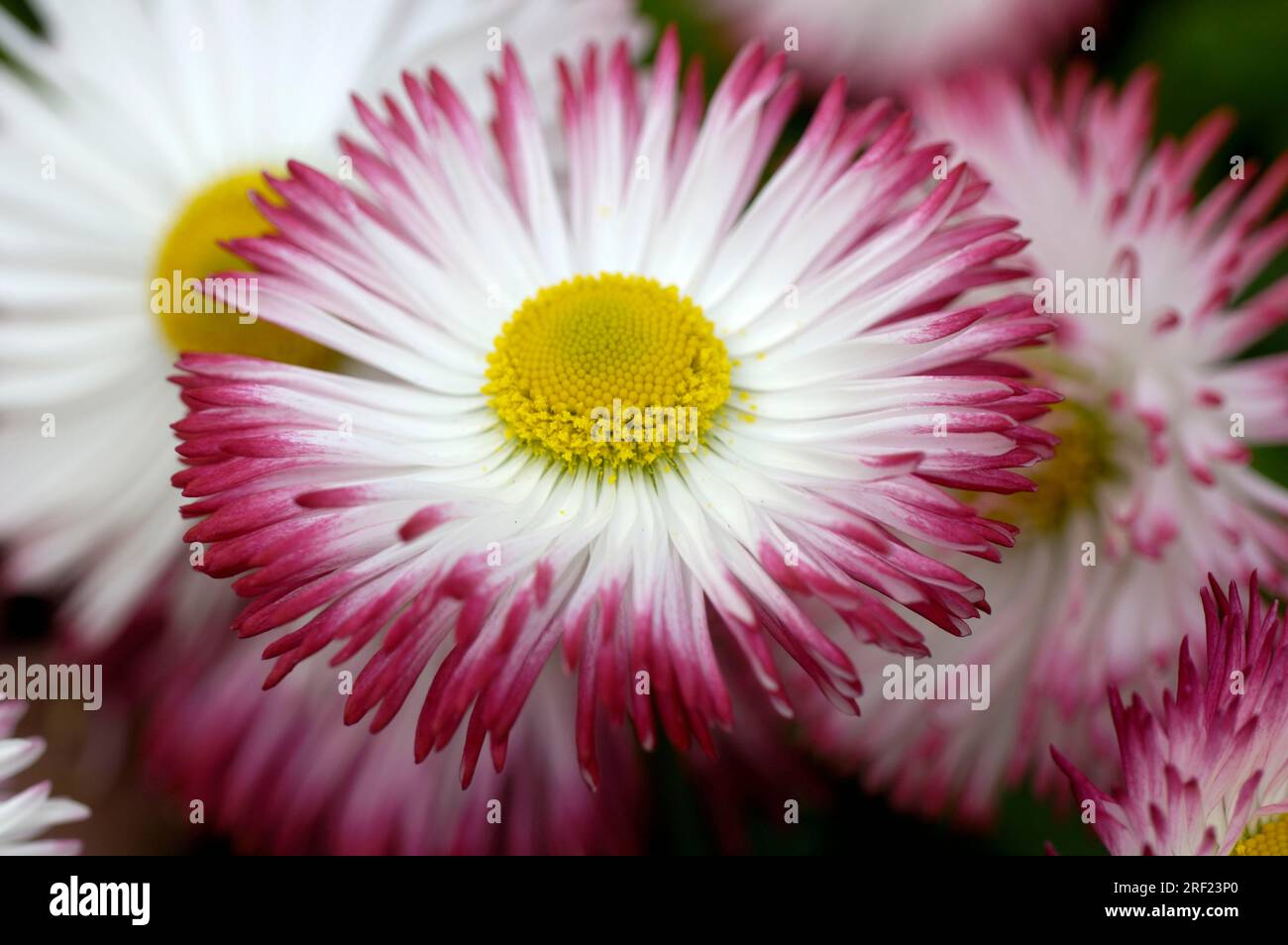 Common Daisy (Bellis perennis Stock Photo - Alamy