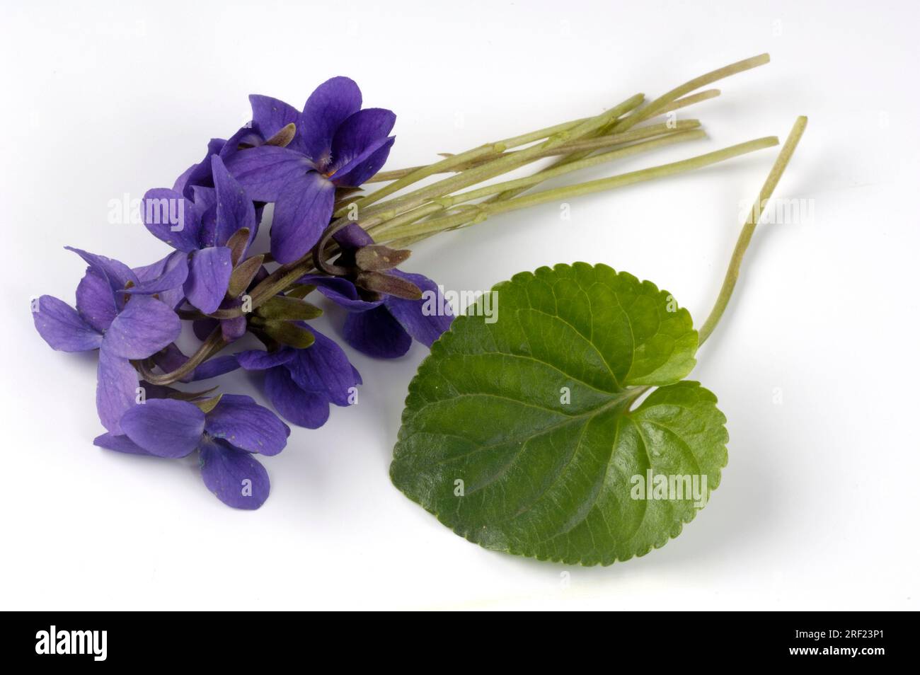 Wood violet, March violet, Wood violet (Viola odorata Stock Photo - Alamy