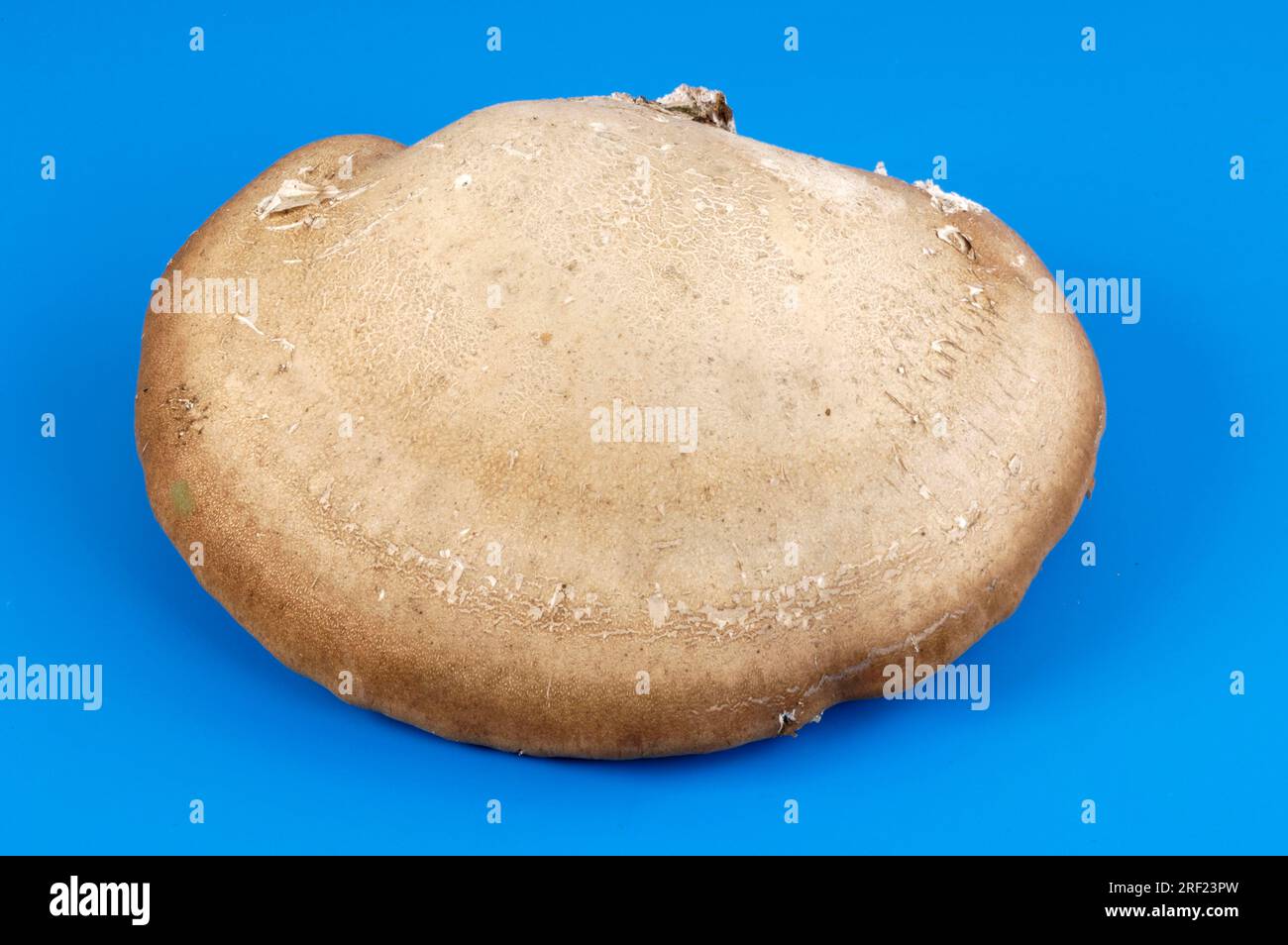 Birch polypore (Piptoporus betulinus), medicinal mushrooms Stock Photo ...