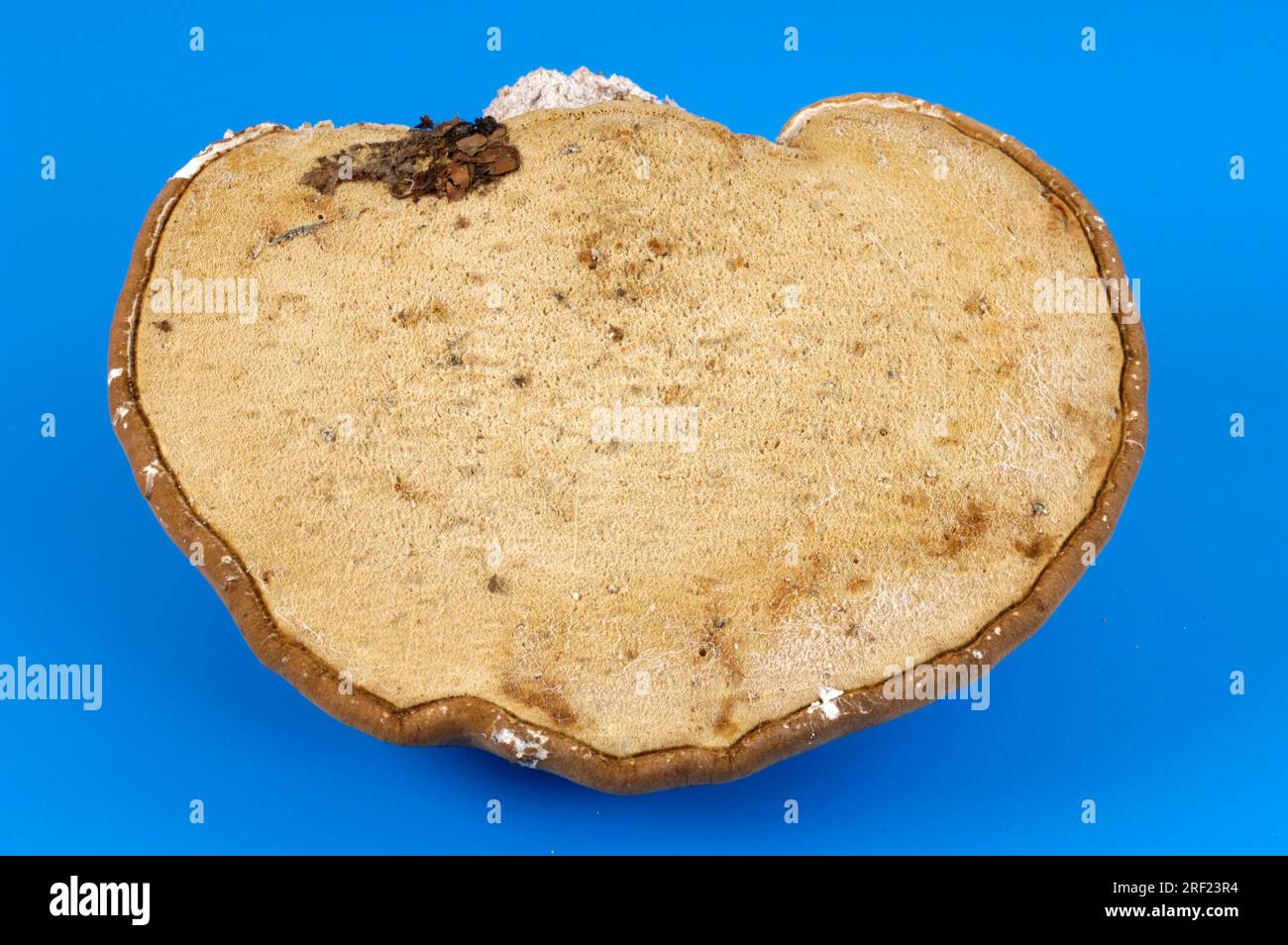 Birch polypore (Piptoporus betulinus), medicinal mushrooms Stock Photo ...