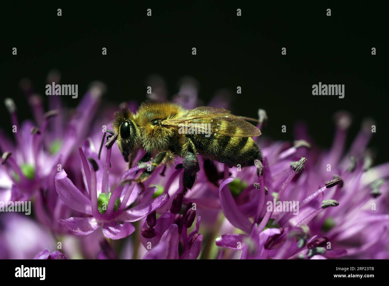 Honey bee, Apis mellifera, is an important insect for pollinating ...