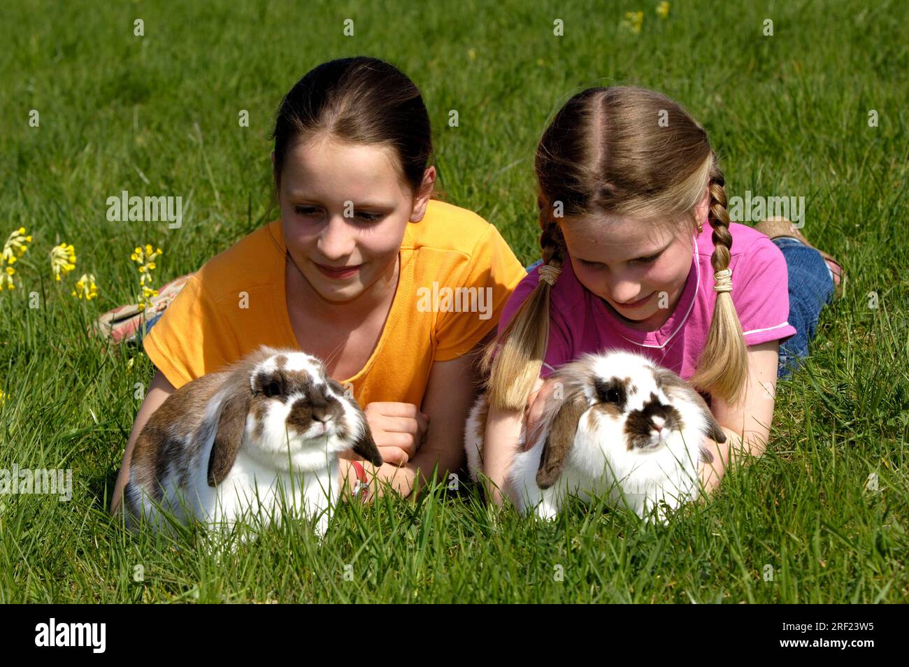 Girl with dwarf rabbits, ram rabbits, house rabbits Stock Photo - Alamy