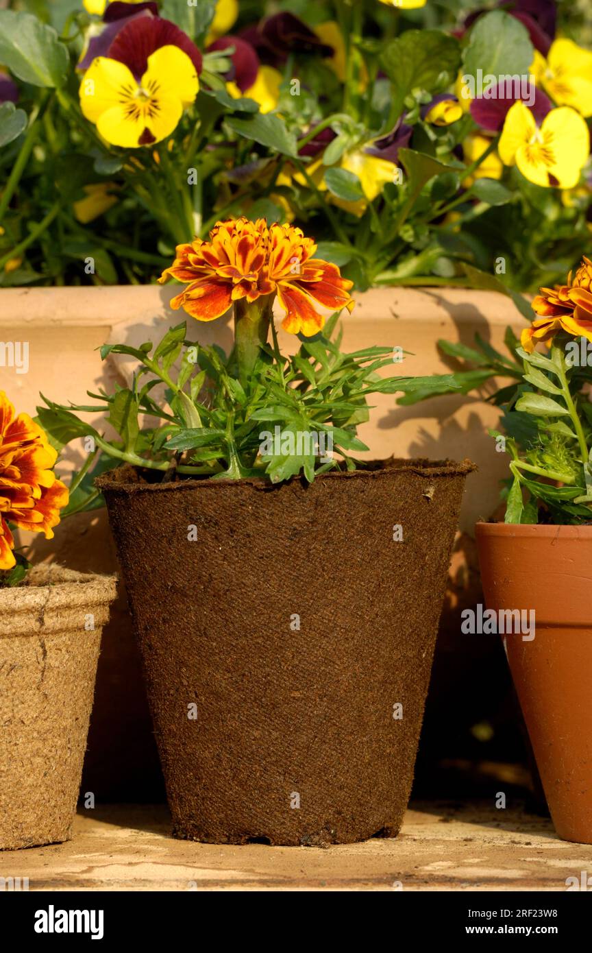 Plant propagation in plant pot, marigold (Tagetes Stock Photo - Alamy