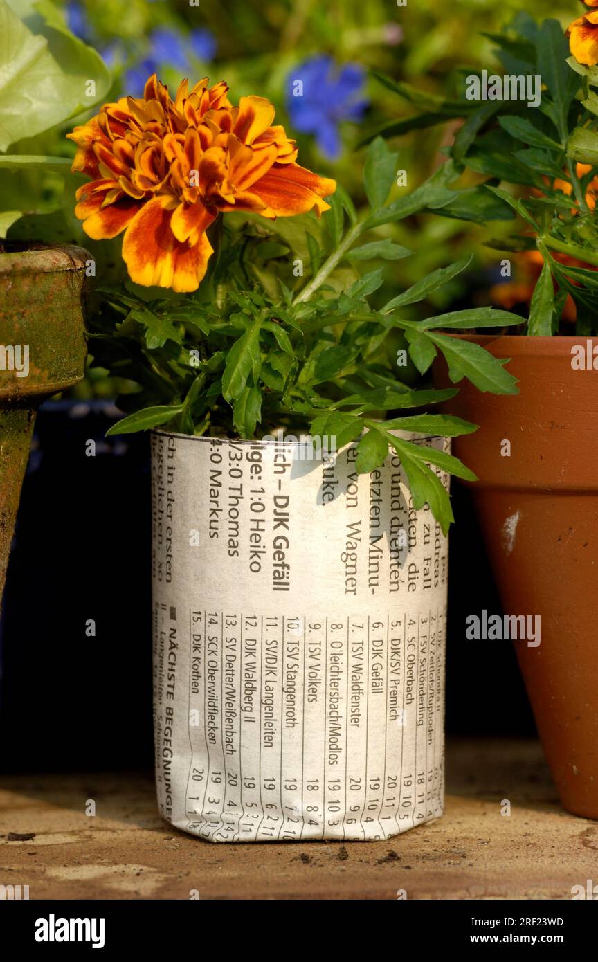 Plant propagation in paper pot, marigold (Tagetes Stock Photo - Alamy