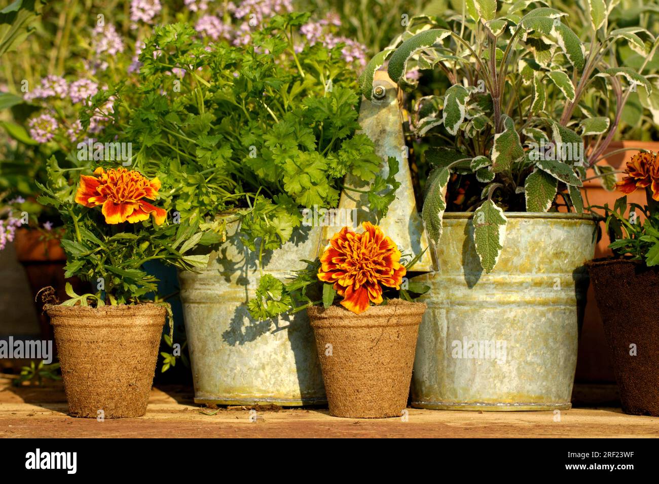 Plant propagation in pots, marigold (Tagetes Stock Photo - Alamy