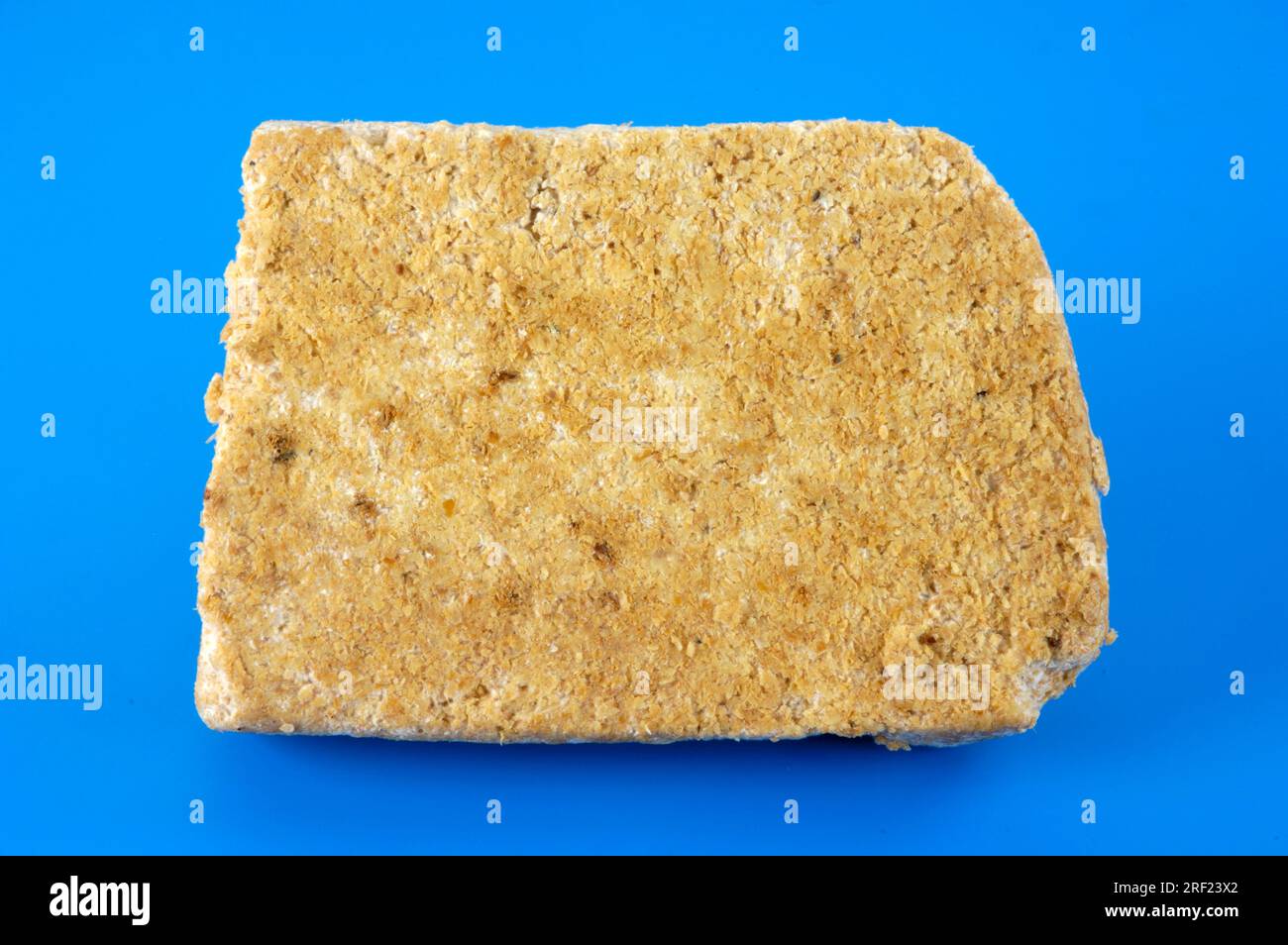 Shitake mushroom, mushroom mycelium for mushroom cultivation, shiitake ...