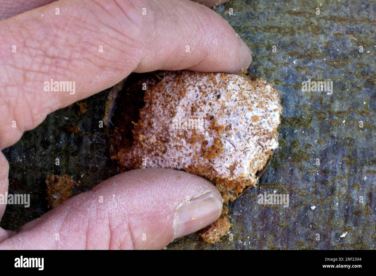 Mushroom cultivation, mushroom substrate from shitake mushroom is ...