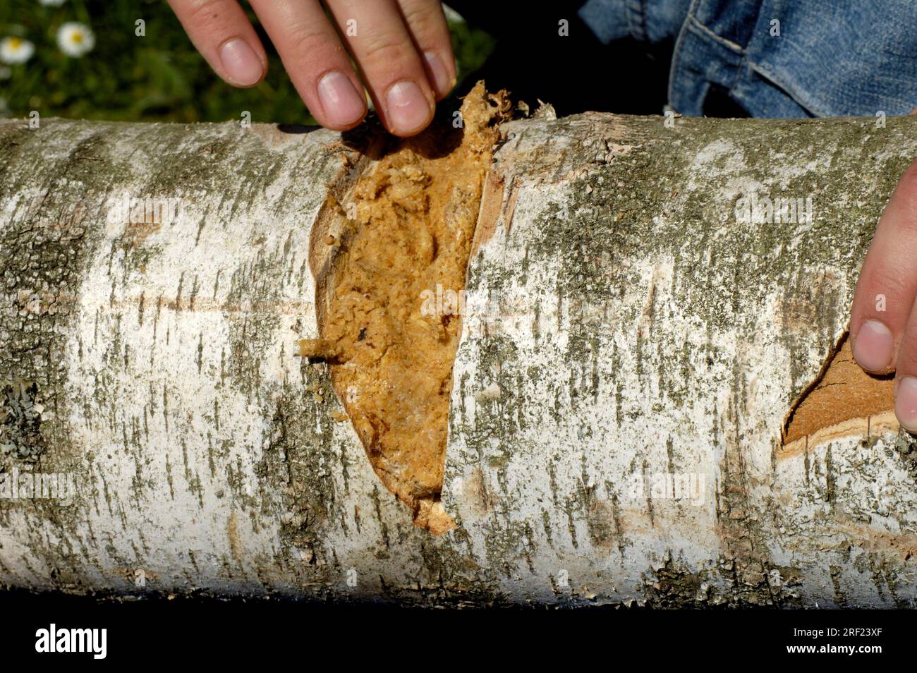 Mushroom cultivation, substrate of shitake mushroom is filled into ...