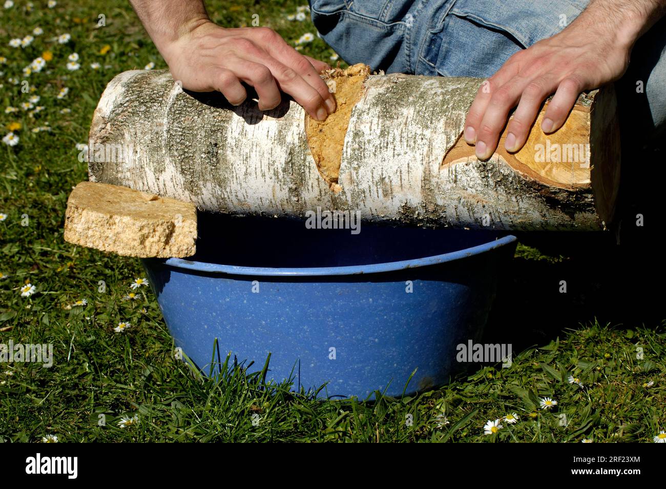 Mushroom cultivation, substrate of shitake mushroom is filled into ...