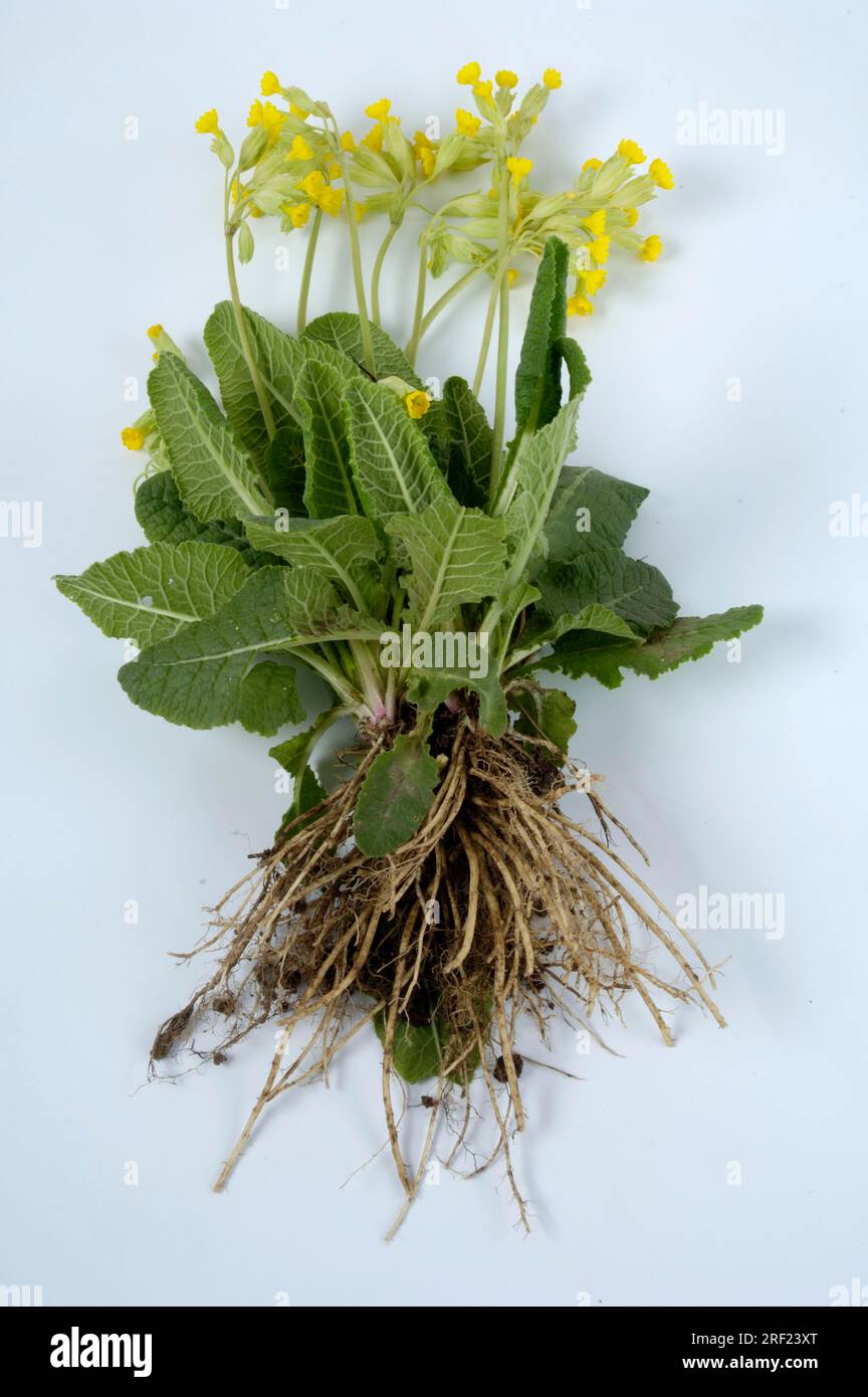Botany primulaceae primrose hi-res stock photography and images - Alamy