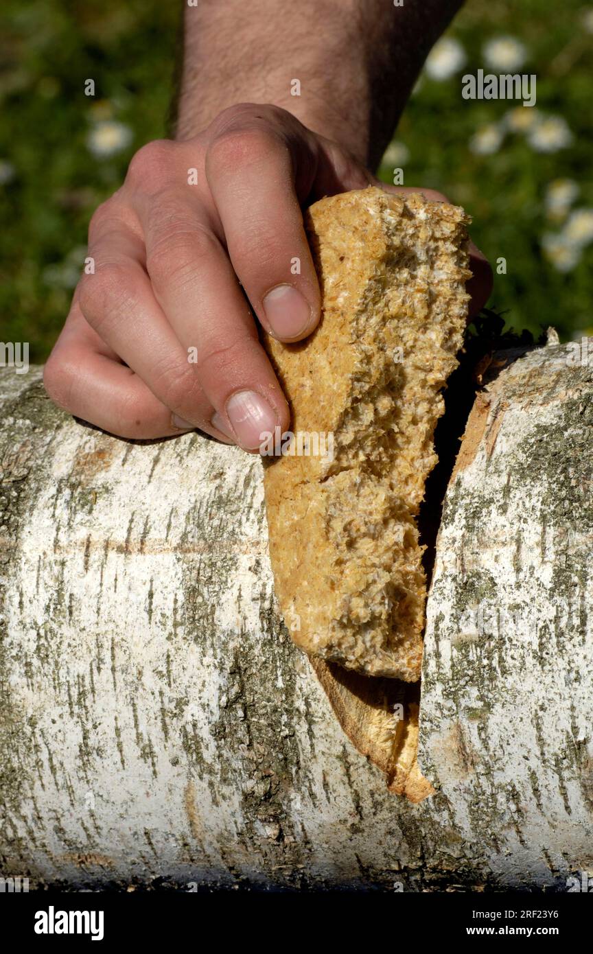 Mushroom cultivation, substrate of shitake mushroom is filled into ...