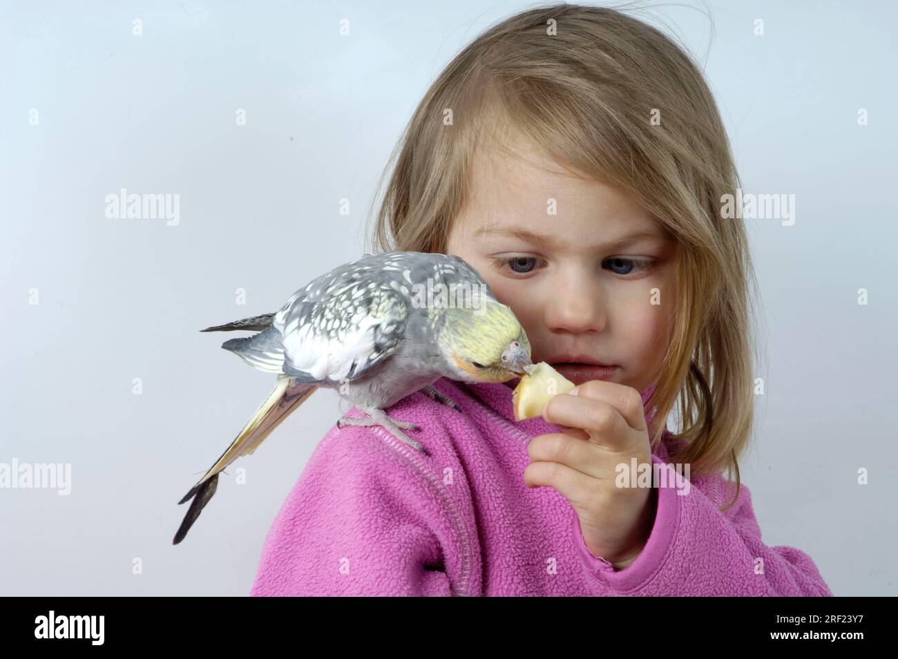 Girl with parakeet hi-res stock photography and images - Alamy