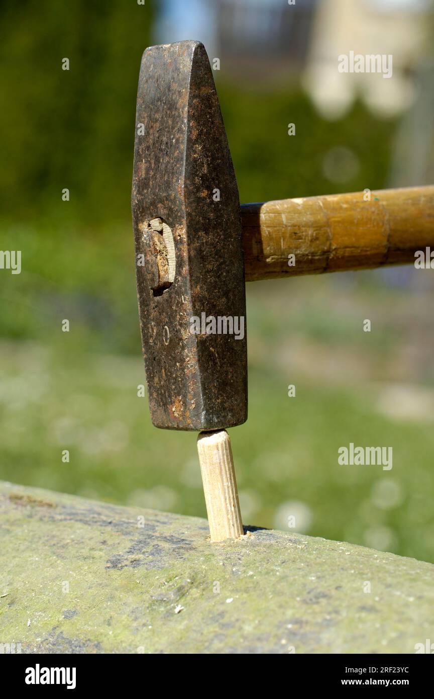 Wooden dowel with mushroom spawn is put in Bochloch, shitake mushrooms ...