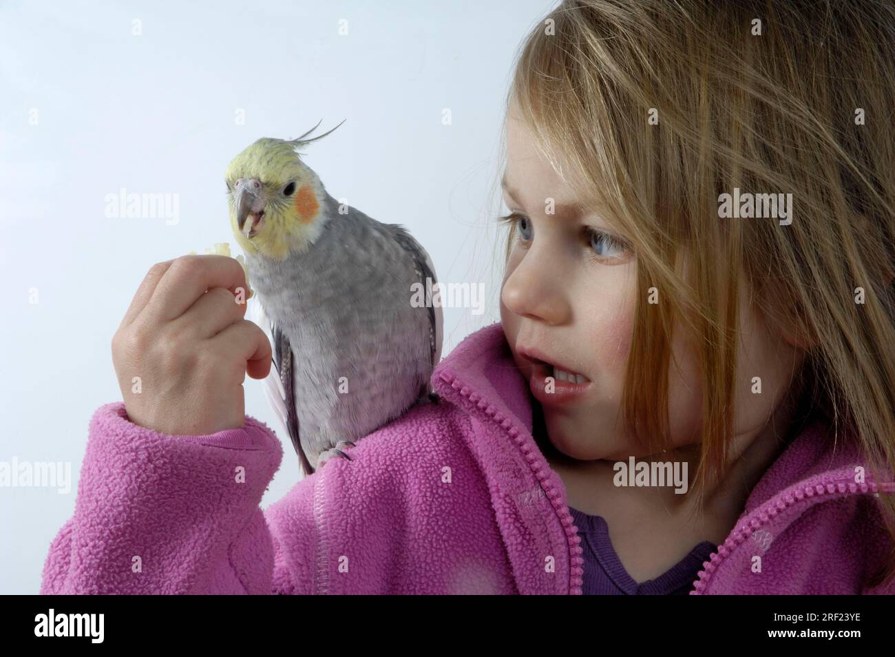 Girl with parakeet hi-res stock photography and images - Alamy