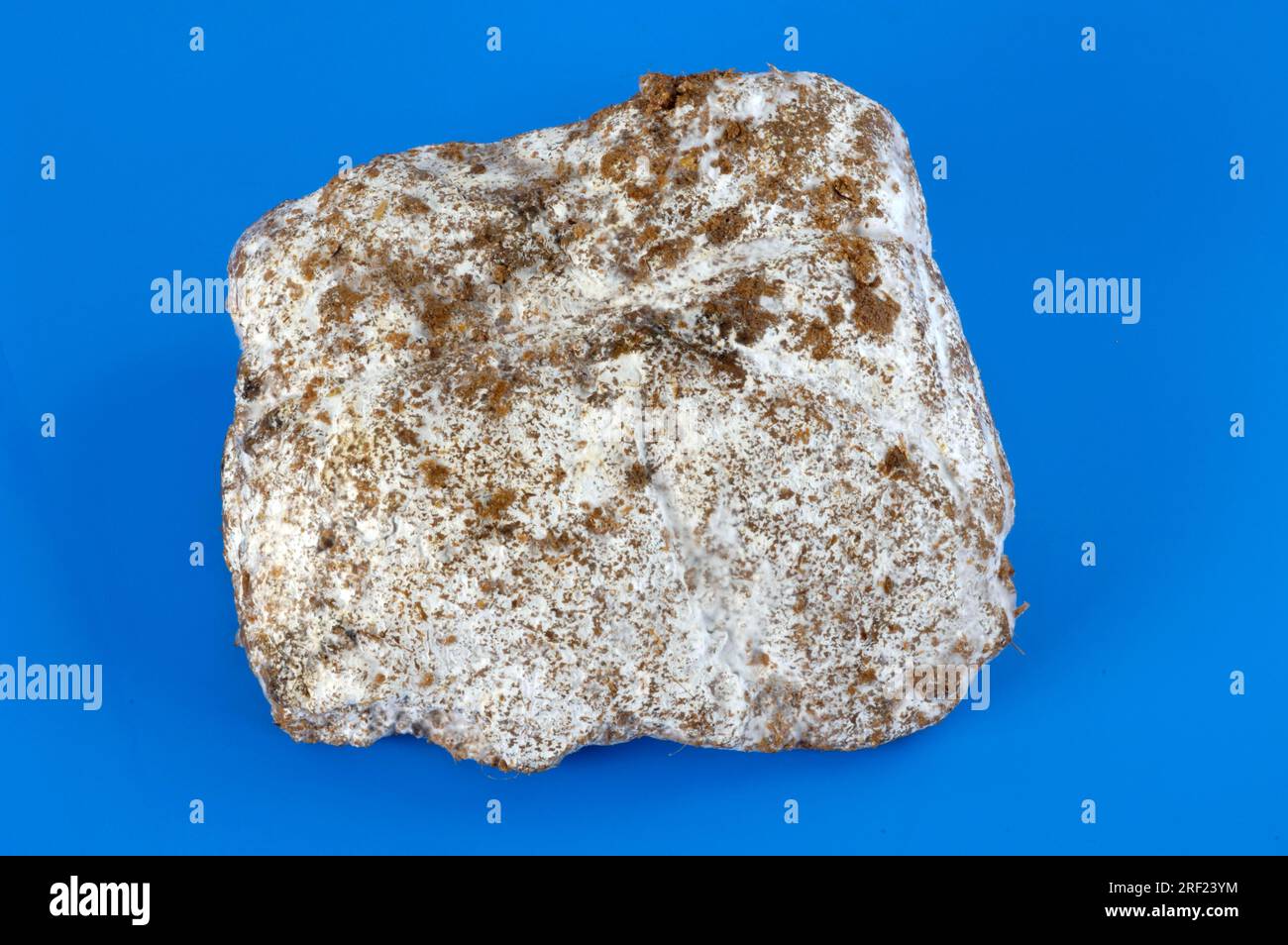 Southern flake, fungal mycelium for mushroom cultivation (Agrocybe ...