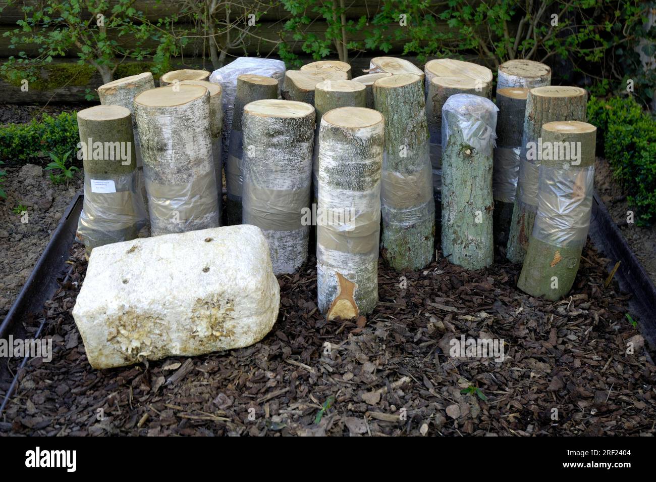Mushroom cultivation, logs inoculated with mushroom mycelium Stock ...