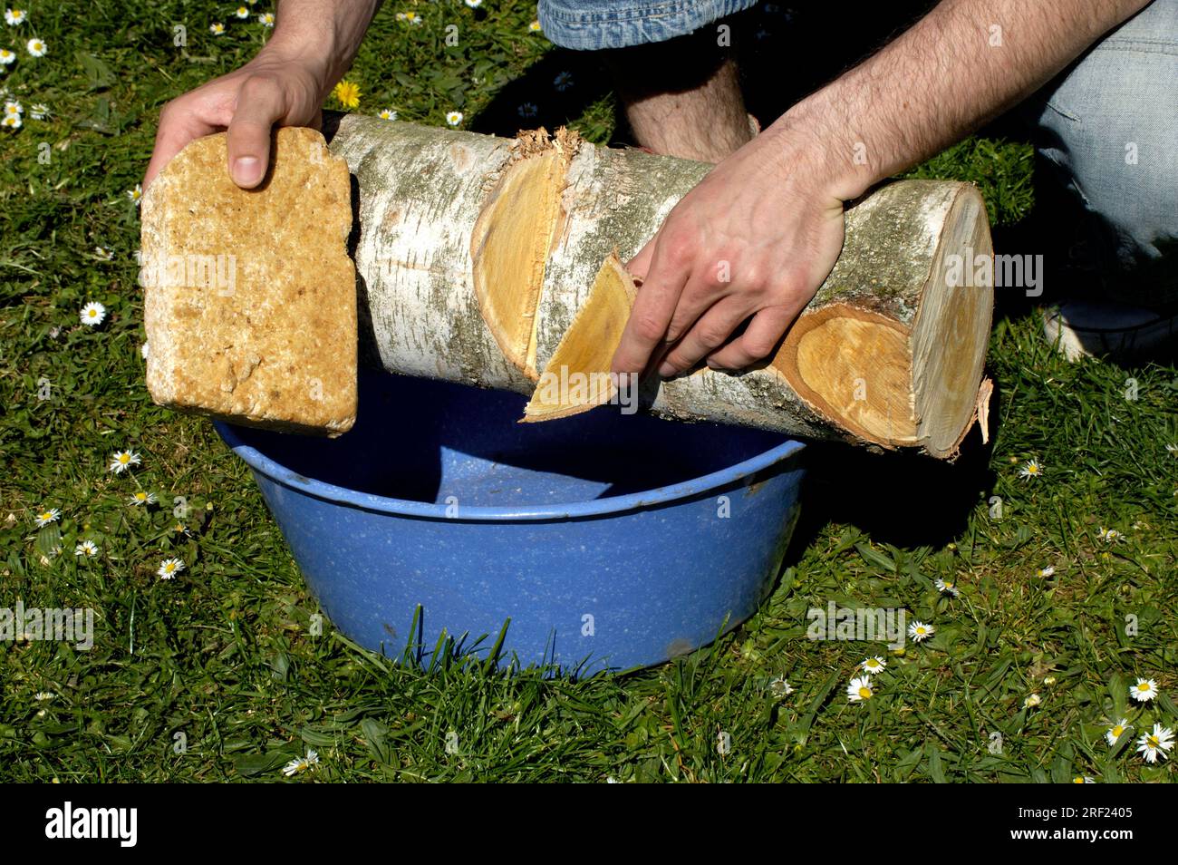 Mushroom cultivation, substrate of shitake mushroom and prepared birch ...