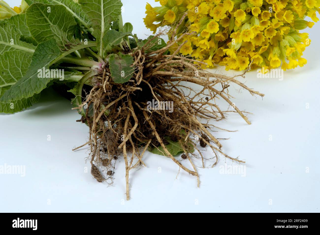 Botany primulaceae primrose hi-res stock photography and images - Alamy