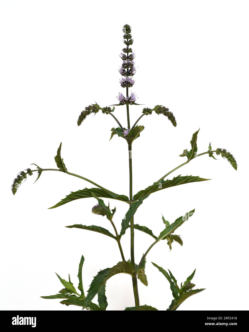 Peppermint, Mentha piperita, is one of the most important medicinal ...