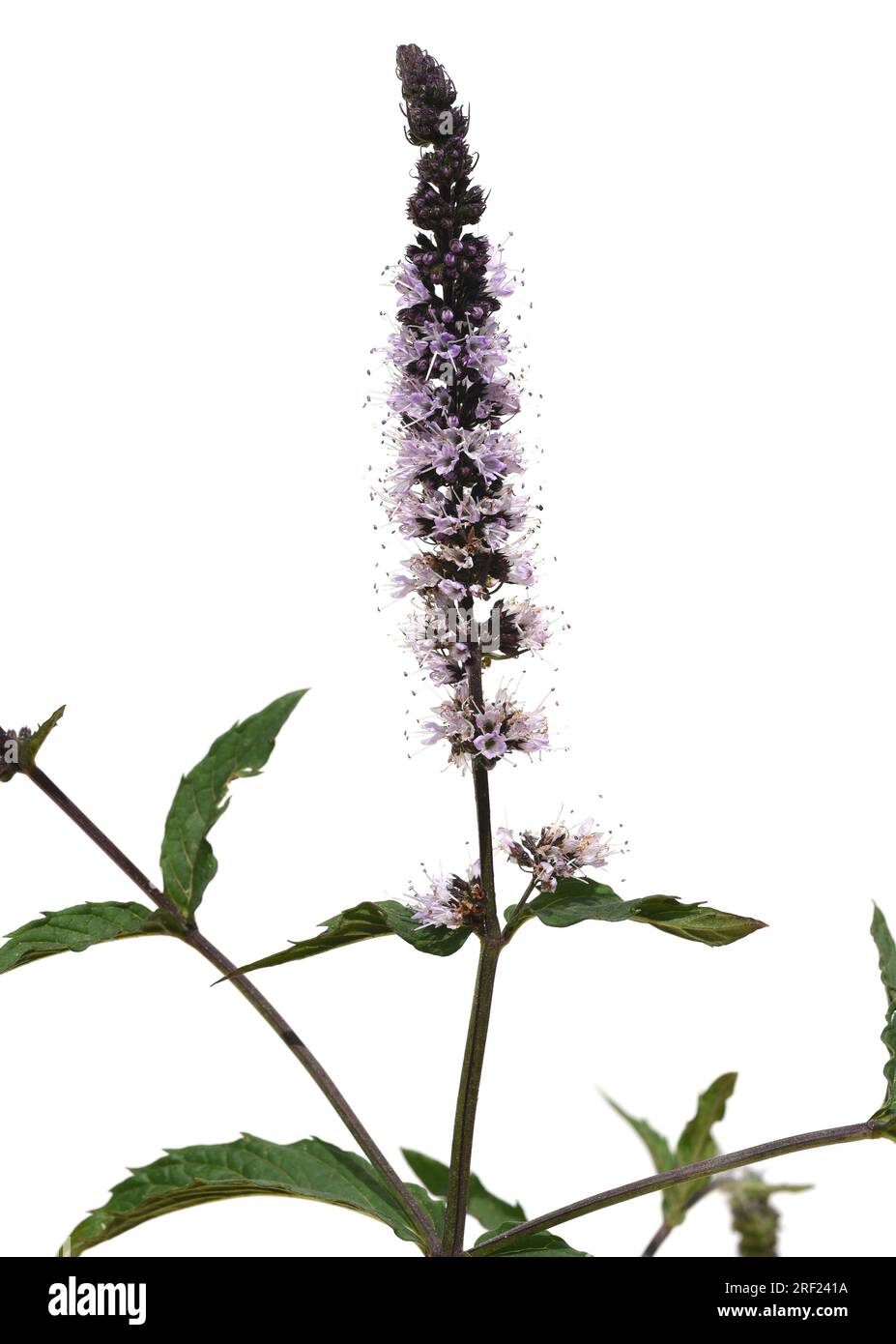 Peppermint, Mentha piperita, is one of the most important medicinal ...