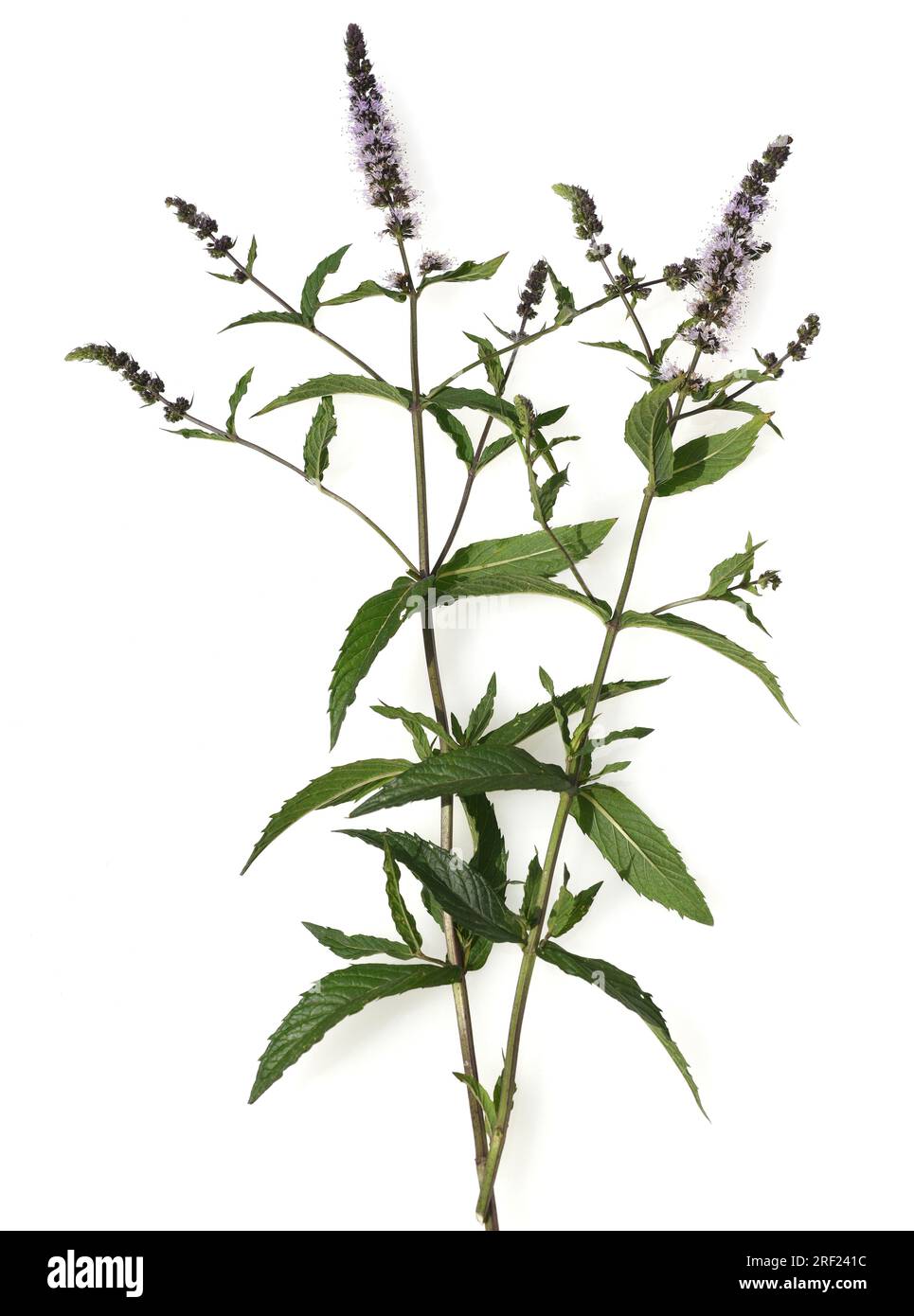 Peppermint, Mentha piperita, is one of the most important medicinal ...