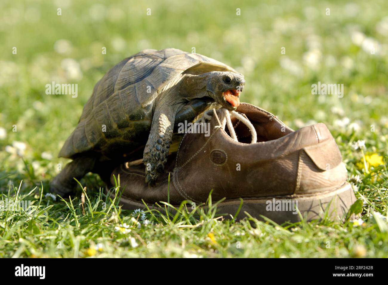 Spur-thighed tortoise (Testudo graeca) on shoe, Spur-thighed tortoise ...