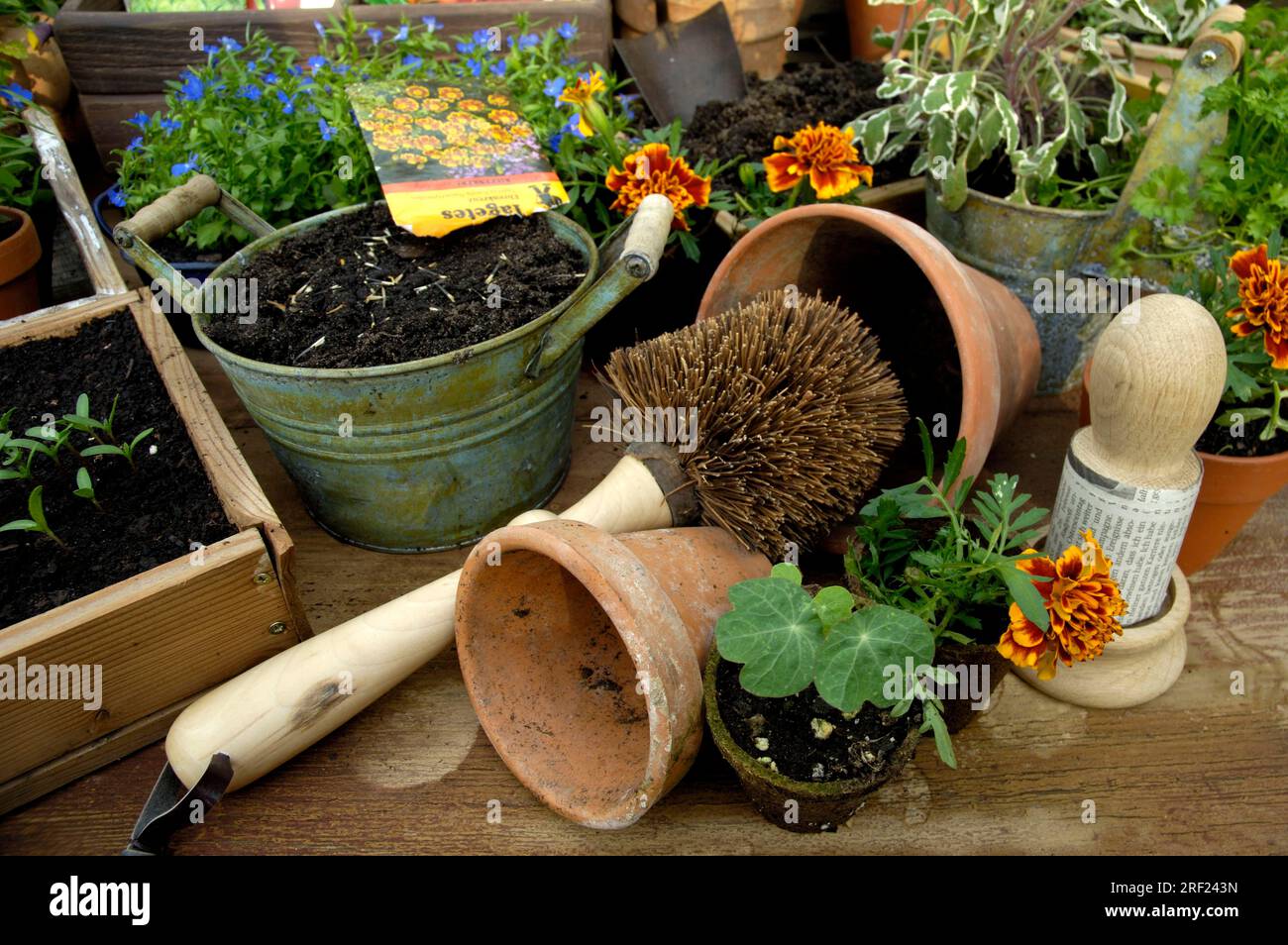 Sowing marigold seeds, Studenflume Stock Photo - Alamy