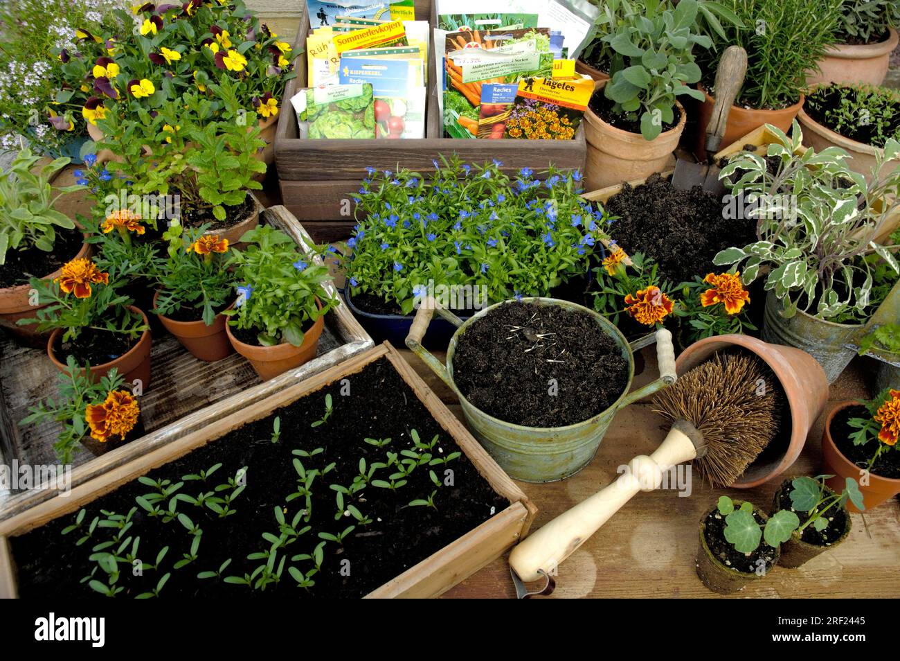Sowing (Marigold) of, Studenflume Stock Photo - Alamy