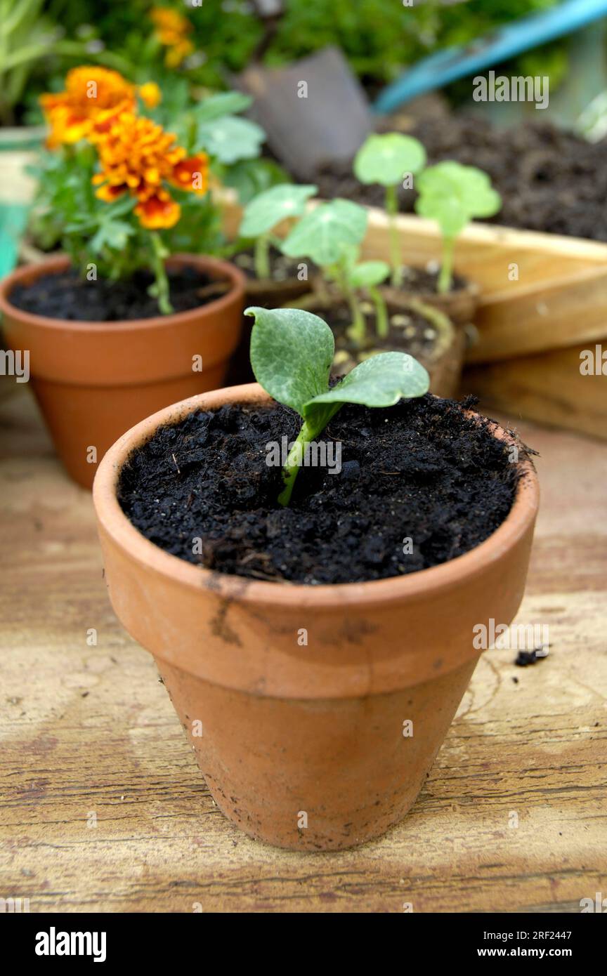 Pumpkin seedling 'Hokkaido', clay pot Stock Photo - Alamy