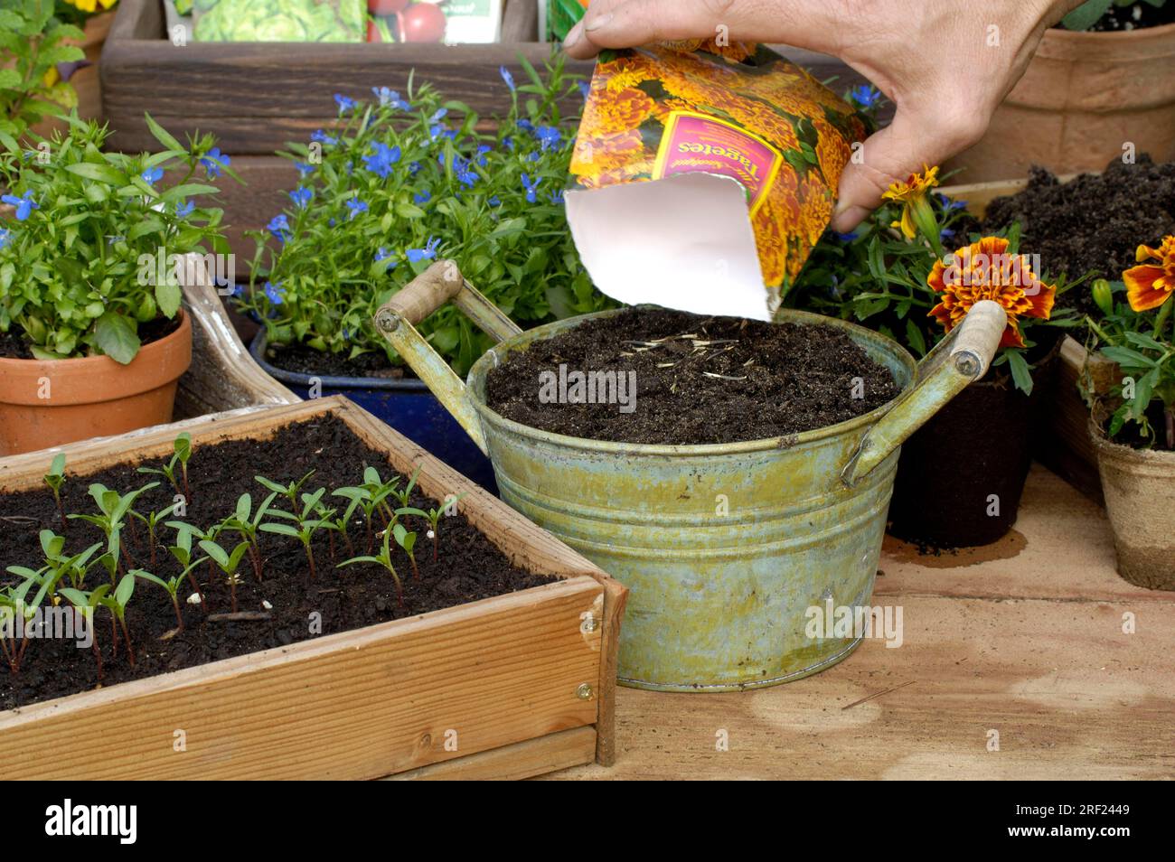 Sowing marigold seeds, Studenflume Stock Photo - Alamy