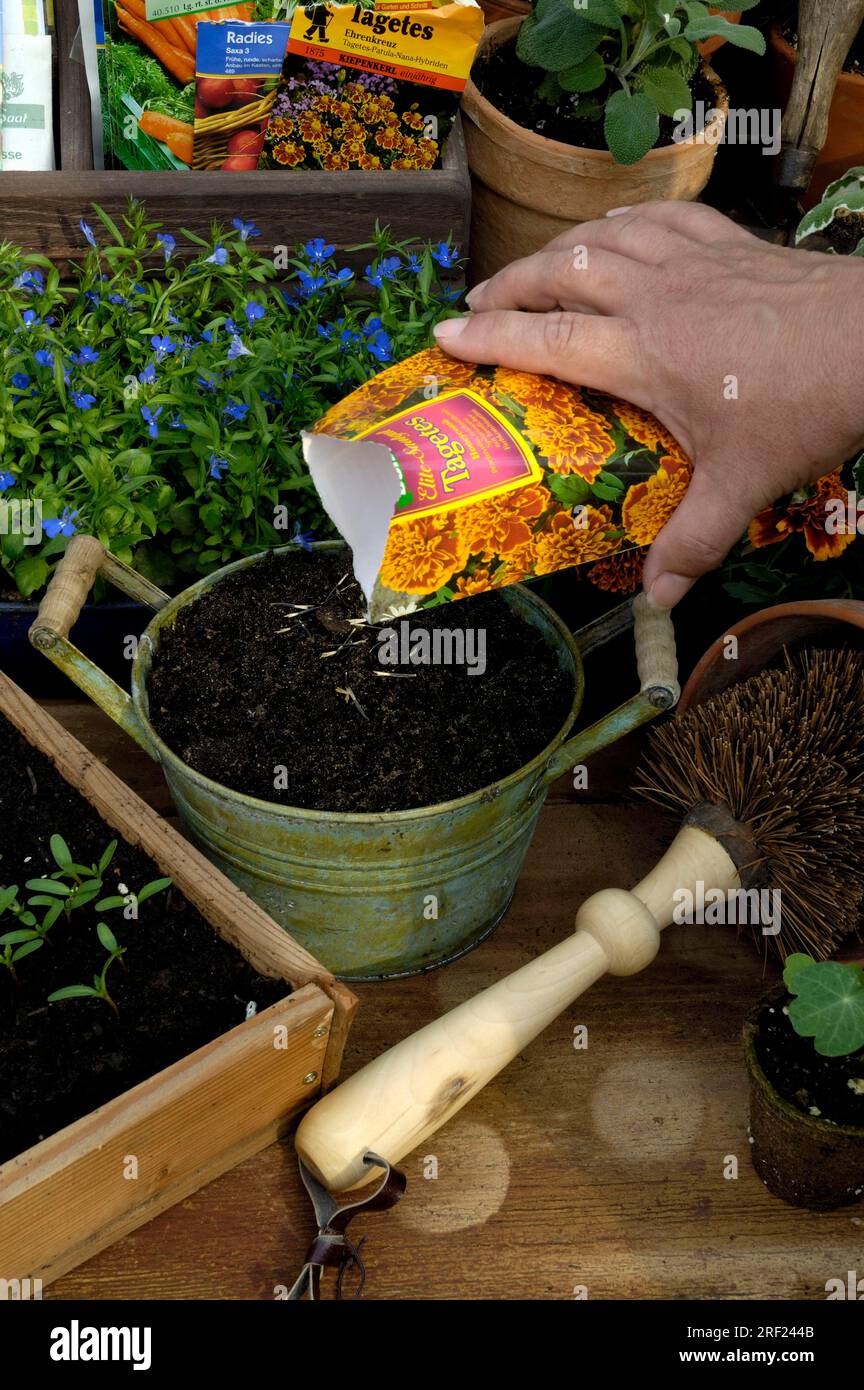 Sowing marigold seeds, Studenflume Stock Photo - Alamy