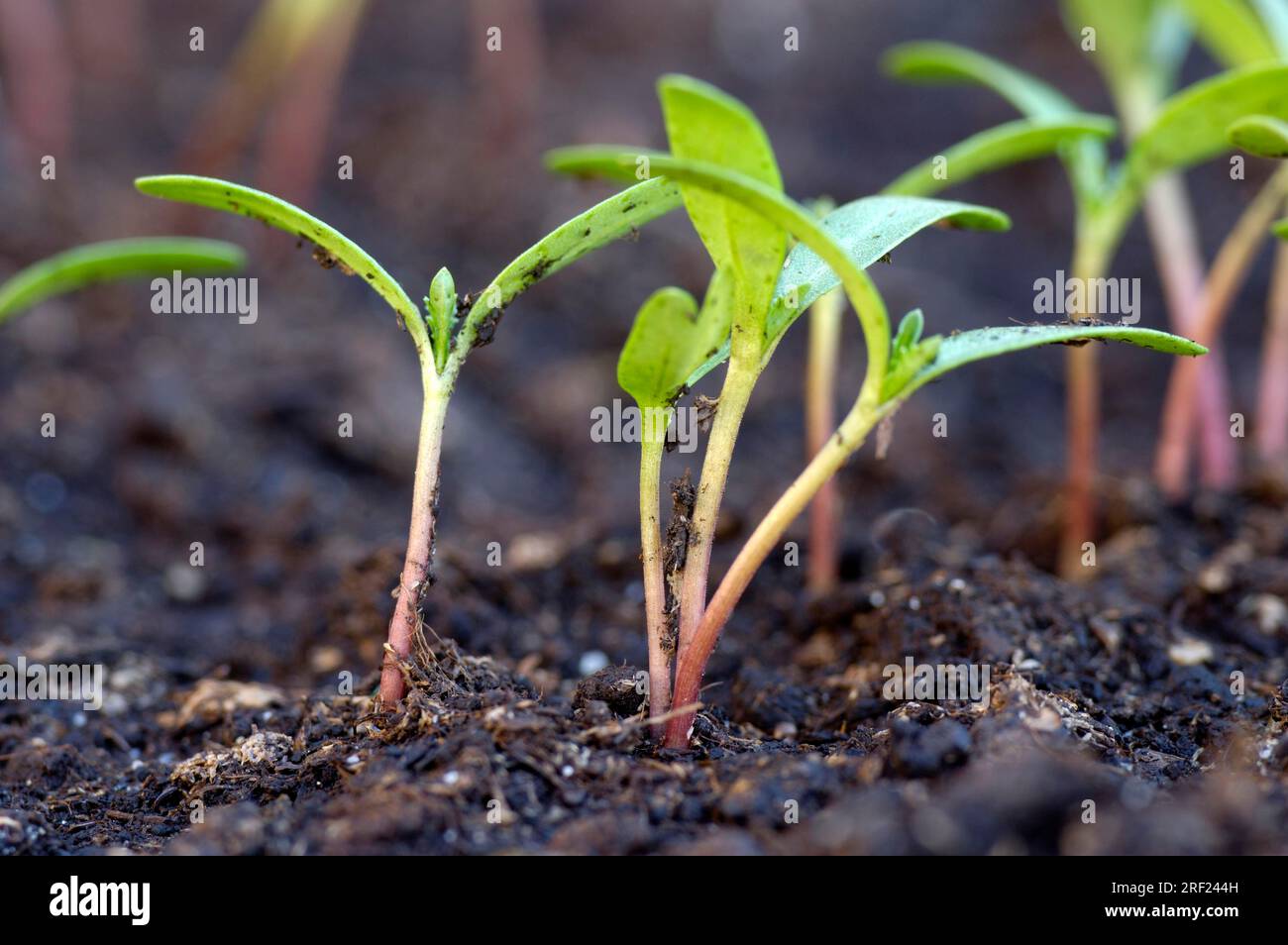 Marigold seedlings hi-res stock photography and images - Alamy