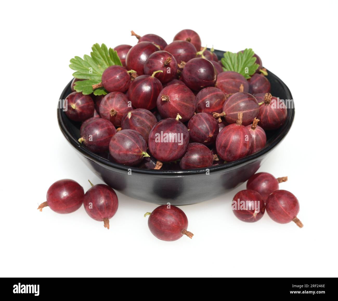 Gooseberry, Ribes, uva-crispa, is a tasty berry plant with green, brown ...