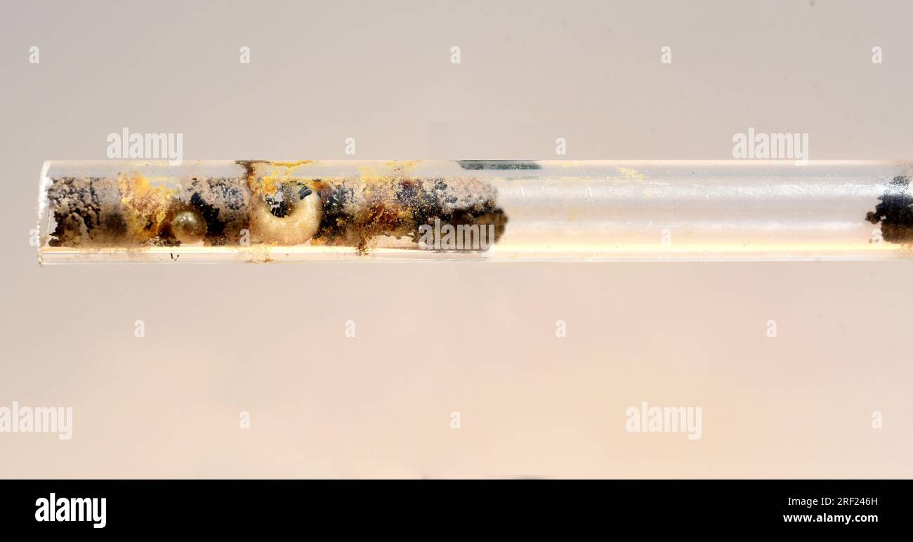 Stretch maggot hi-res stock photography and images - Alamy