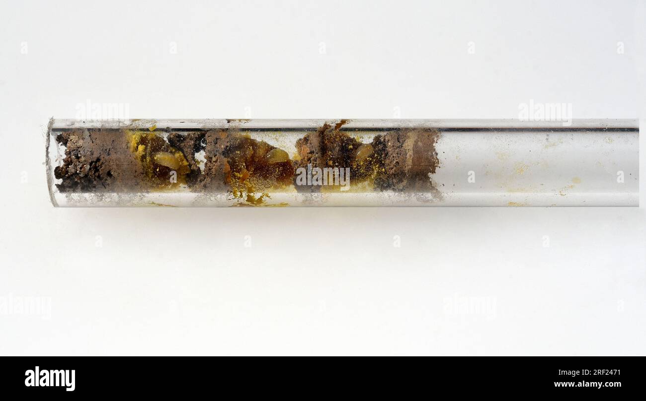 Wild bee larvae in a transparent brood cavity, taken from an insect ...