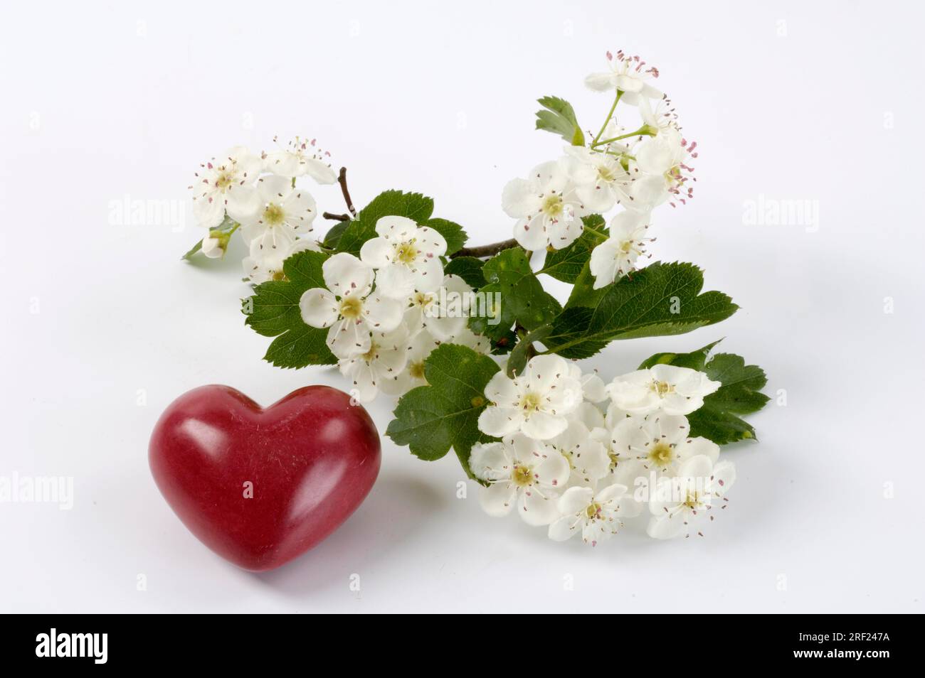 Common hawthorn (Crataegus monogyna), flowers and heart Stock Photo - Alamy