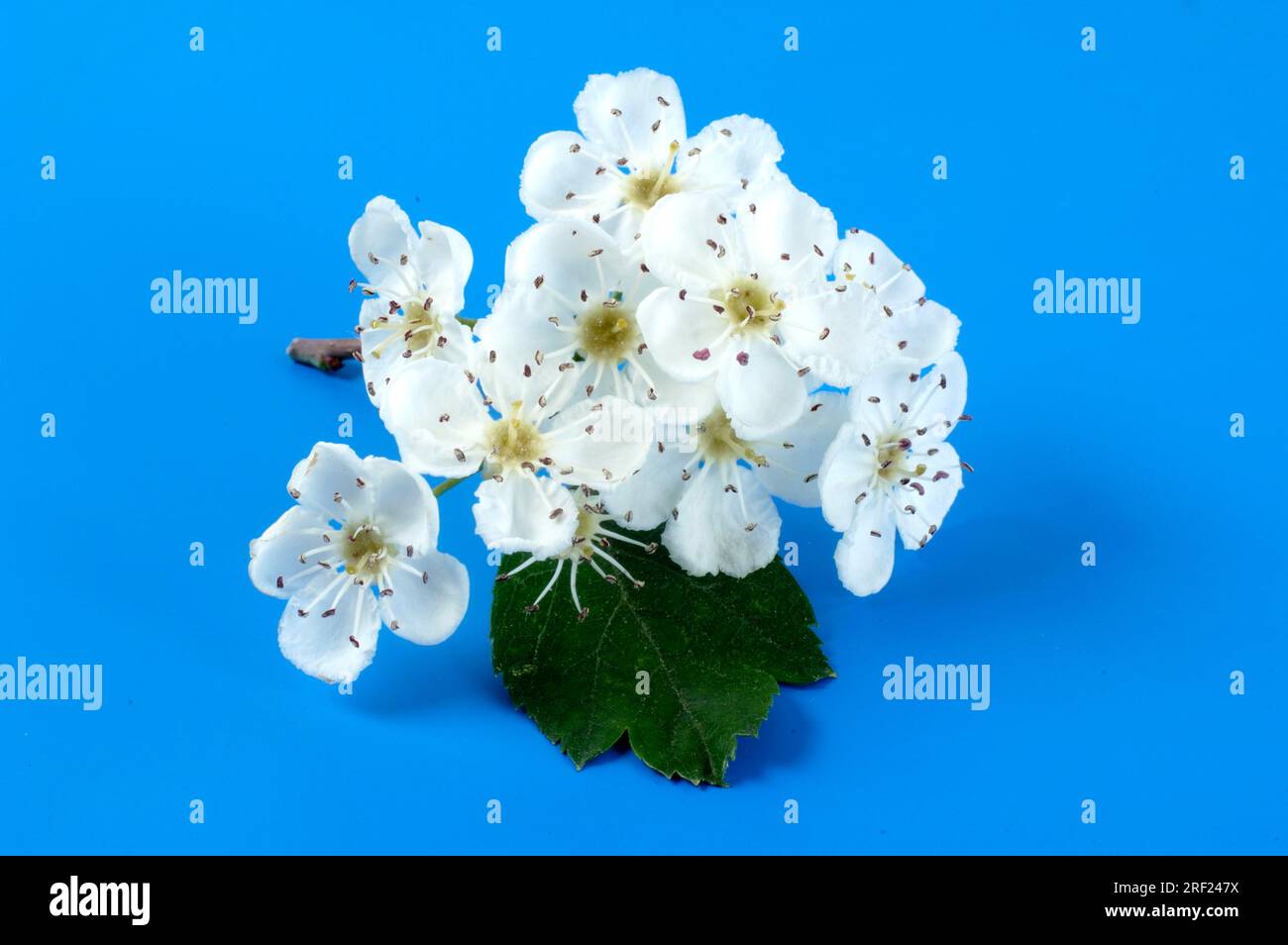 Common Hawthorn (Crataegus monogyna), flowers Stock Photo - Alamy