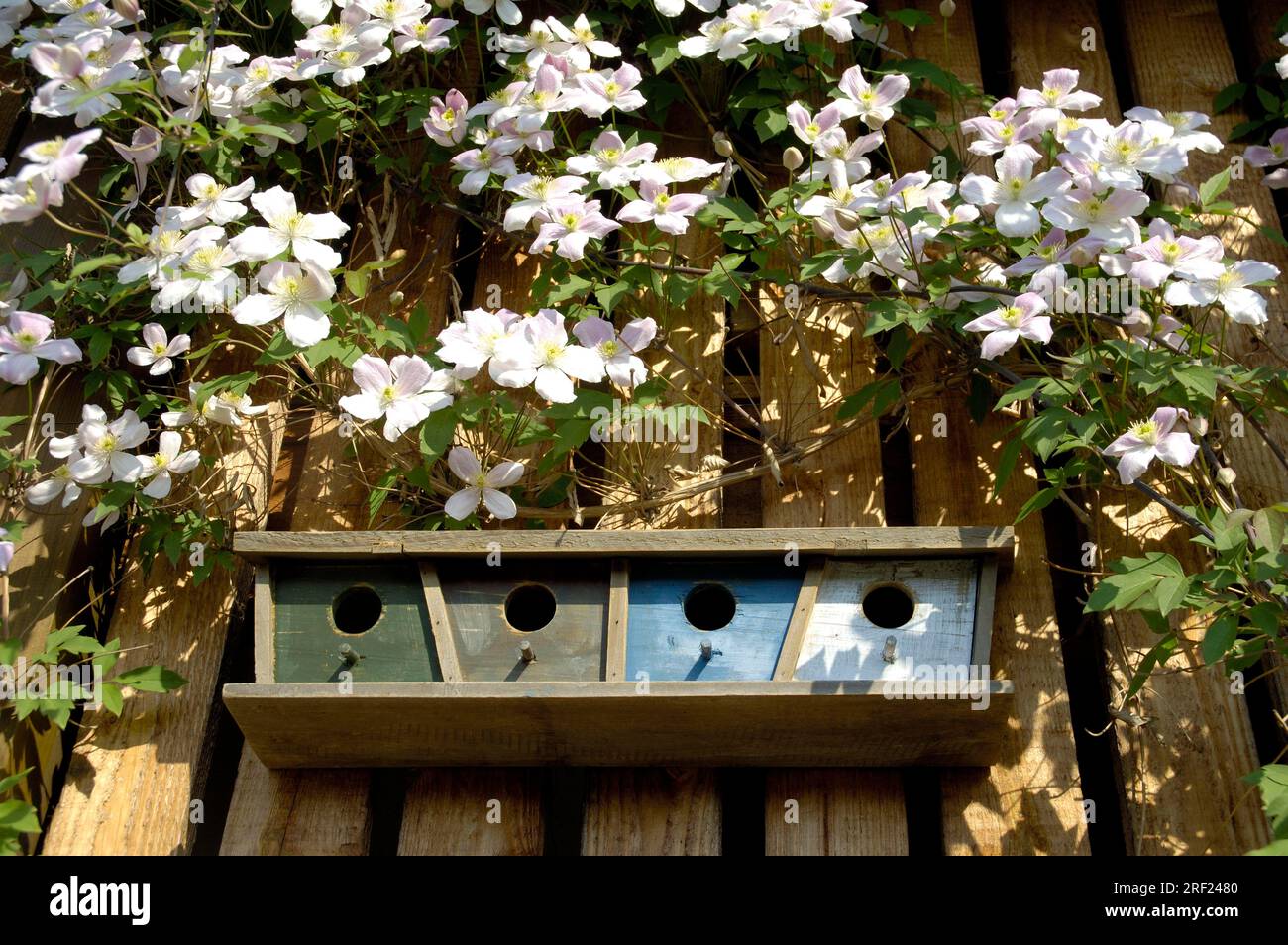Clematis (Clematis) and nesting box, bird protection (Clematis) and ...