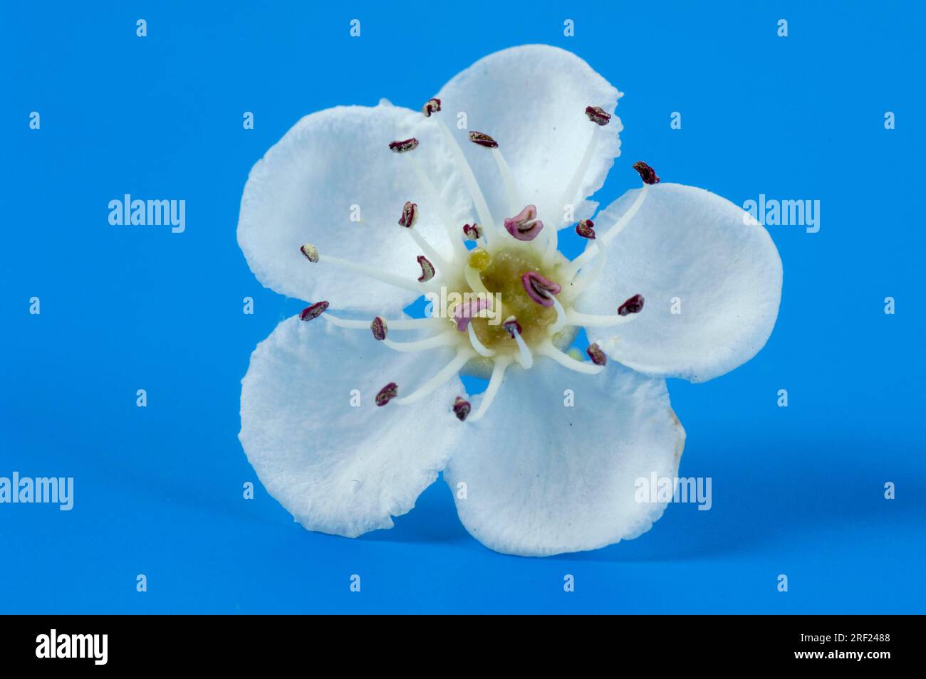 Common Common hawthorn (Crataegus monogyna), flower Stock Photo - Alamy