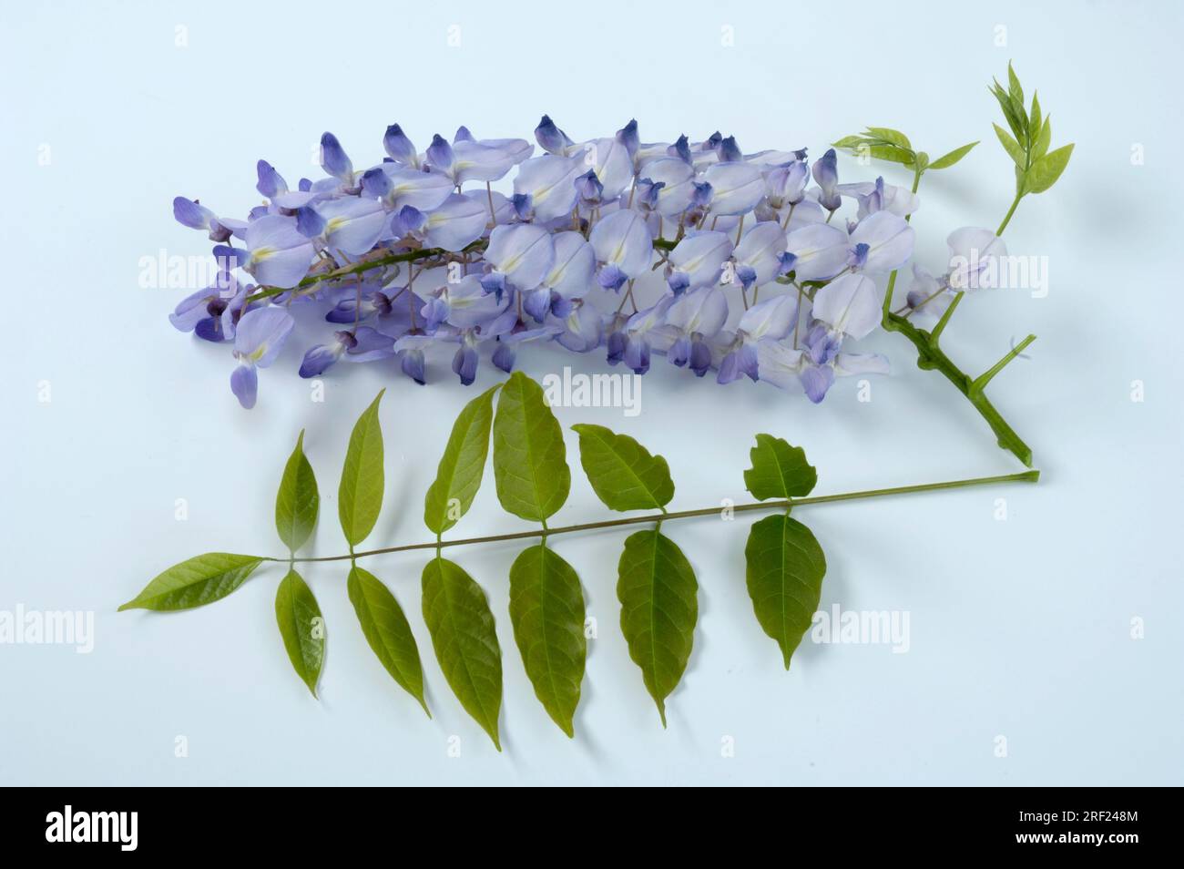 Chinese wisteria (Wisteria chinensis) (Wisteria sinensis Stock Photo ...